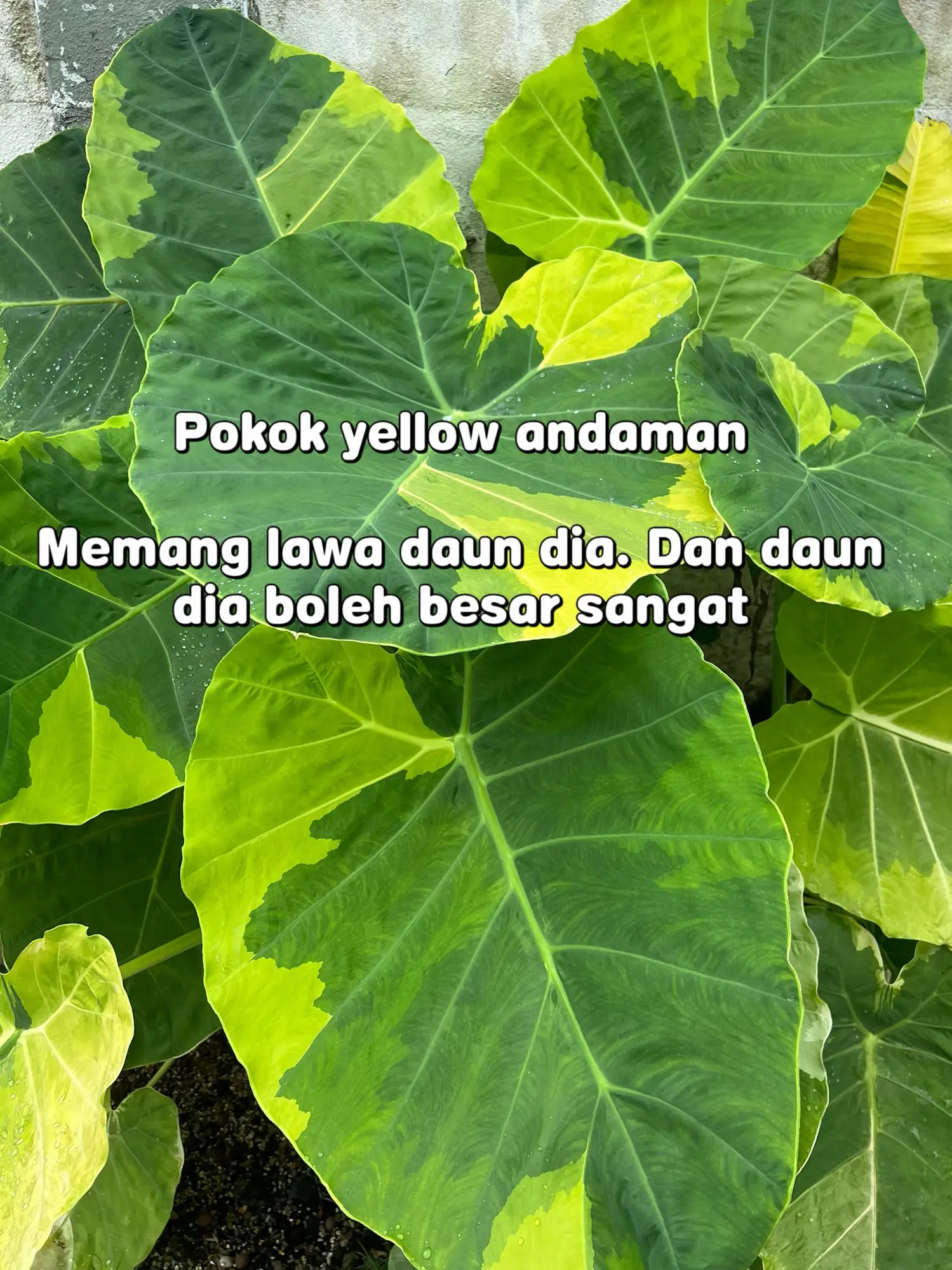 Tanam pokok ni 2 musim dia boleh bertahan | Galeri disiarkan oleh ...