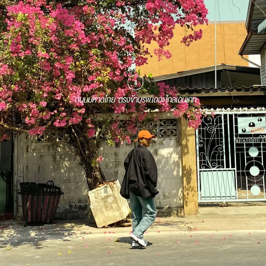 📍พิกัด 3 Location ต้นเฟื่องฟ้า โคราช 📸 | แกลเลอรีที่โพสต์โดย เพจไปกับลุง | Lemon8