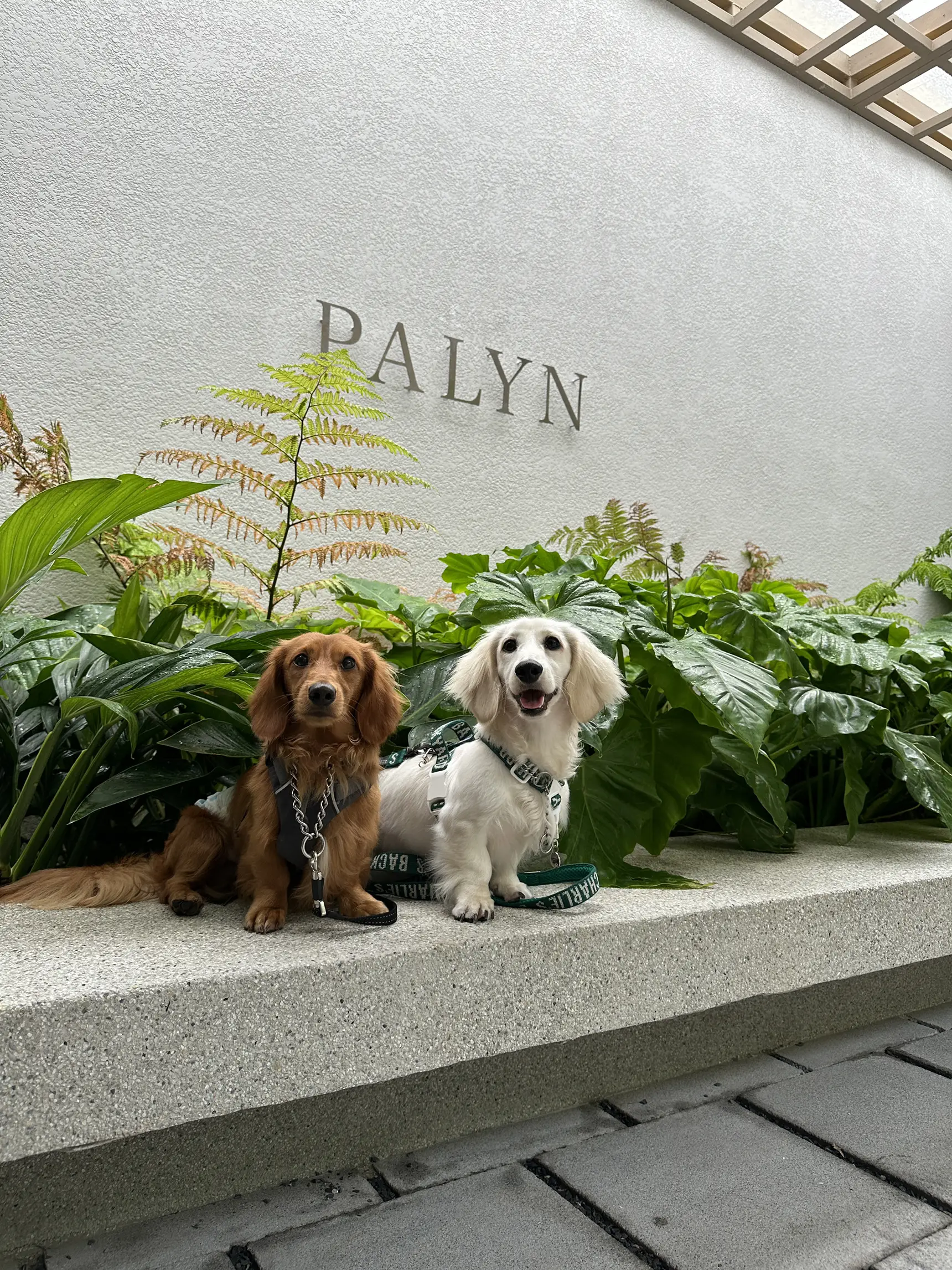 PALYN คาเฟ่เปิดใหม่ชลบุรี | แกลเลอรีที่โพสต์โดย แก๊งสี่กุมาร 🐶 | Lemon8