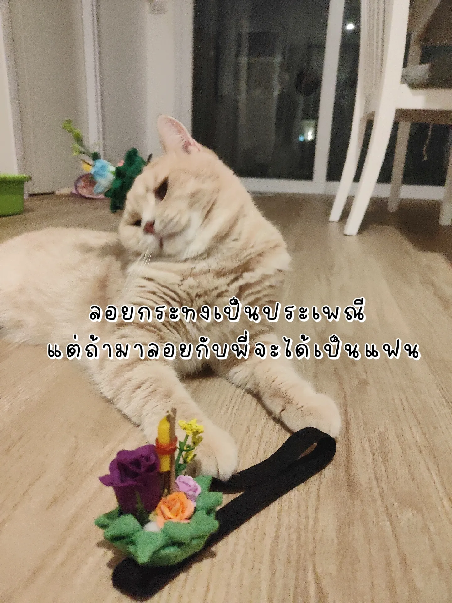 ️แจกแคปชั่นกวนๆวันลอยกระทง ️ | แกลเลอรีที่โพสต์โดย เรื่องของแมว | Lemon8