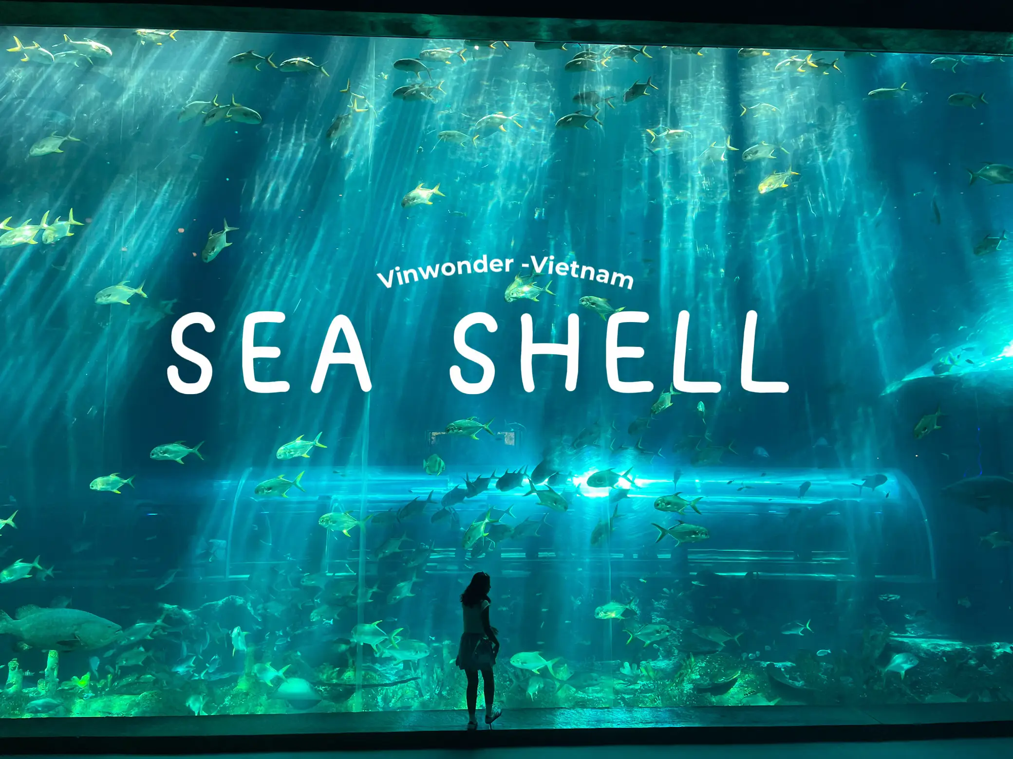 The Sea Shell @ Vinwonder Phu Quoc | แกลเลอรีที่โพสต์โดย NNnartsu | Lemon8