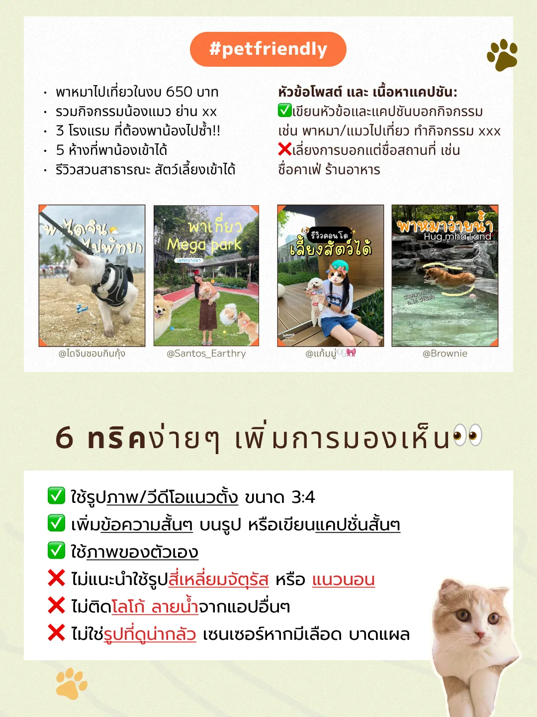 Pet Reviews Call the Top Click!! 😻 Slave the Boss People | Gallery posted by Lemon8_TH | Lemon8