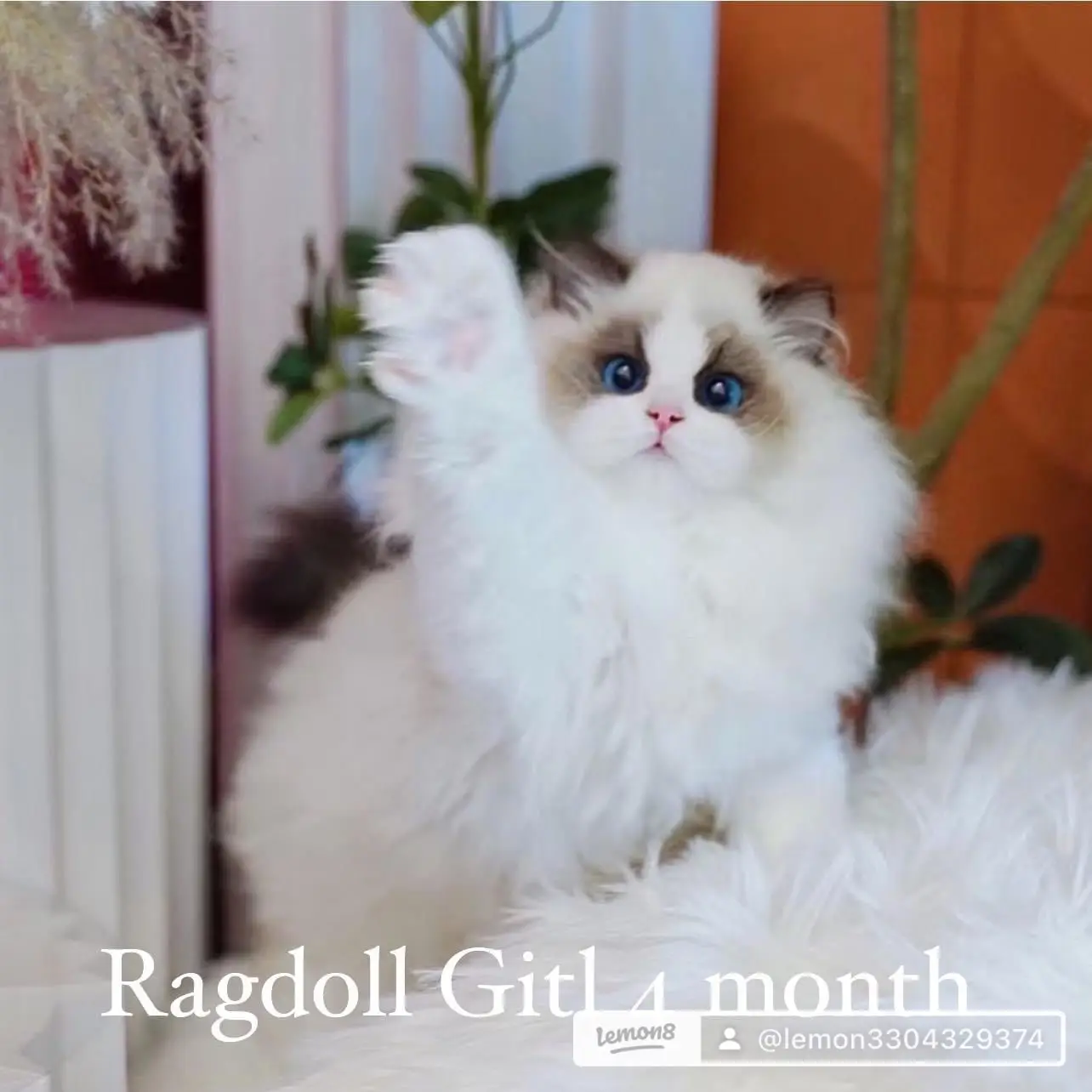 สีของแมว Ragdoll มีอะไรบ้างนะ ?? 🍋 | แกลเลอรีที่โพสต์โดย ขนุนบินคือแมว | Lemon8
