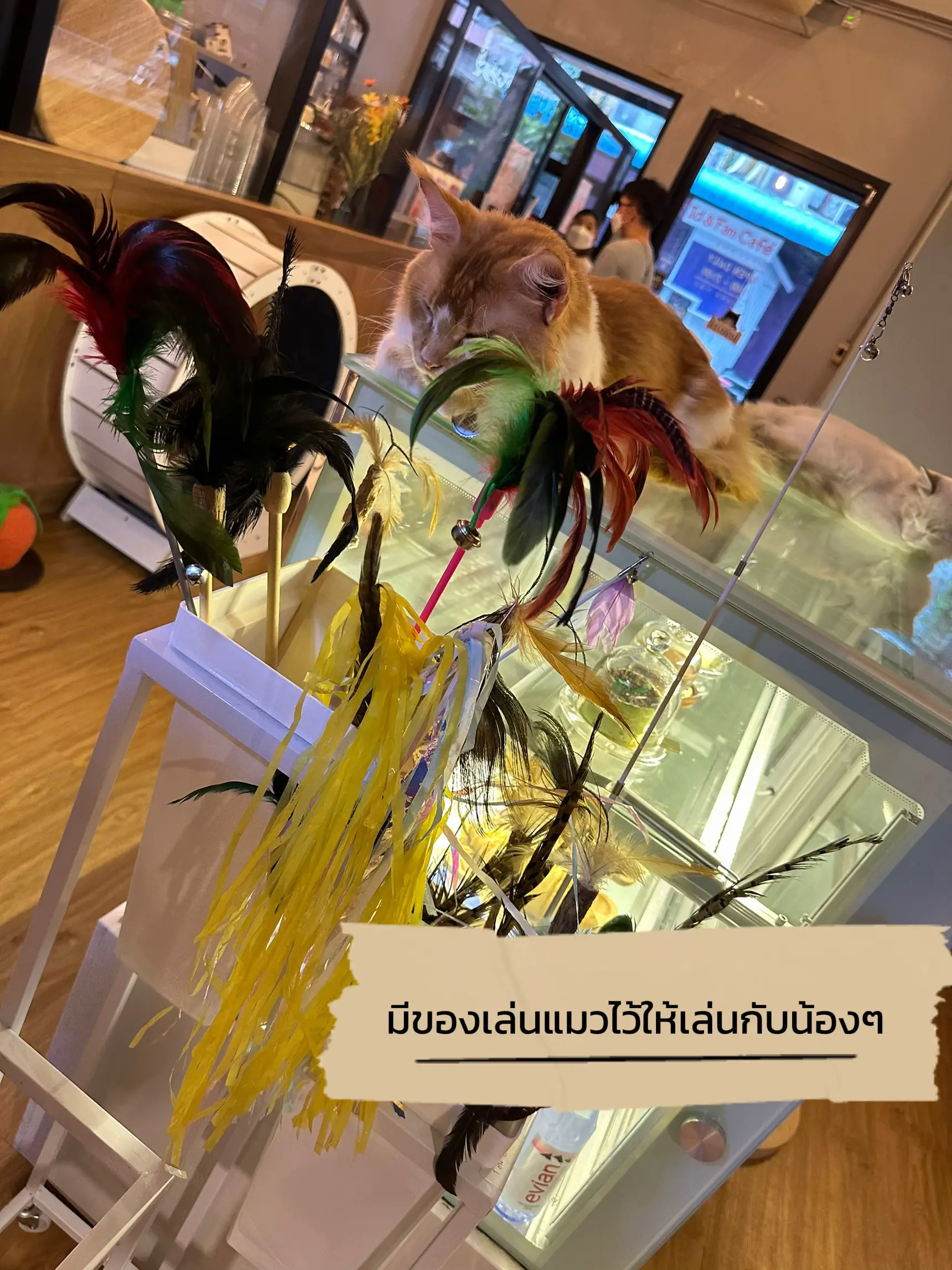 Catnip House Cat Cafe 🧶 | แกลเลอรีที่โพสต์โดย icemyboo 🧸 | Lemon8