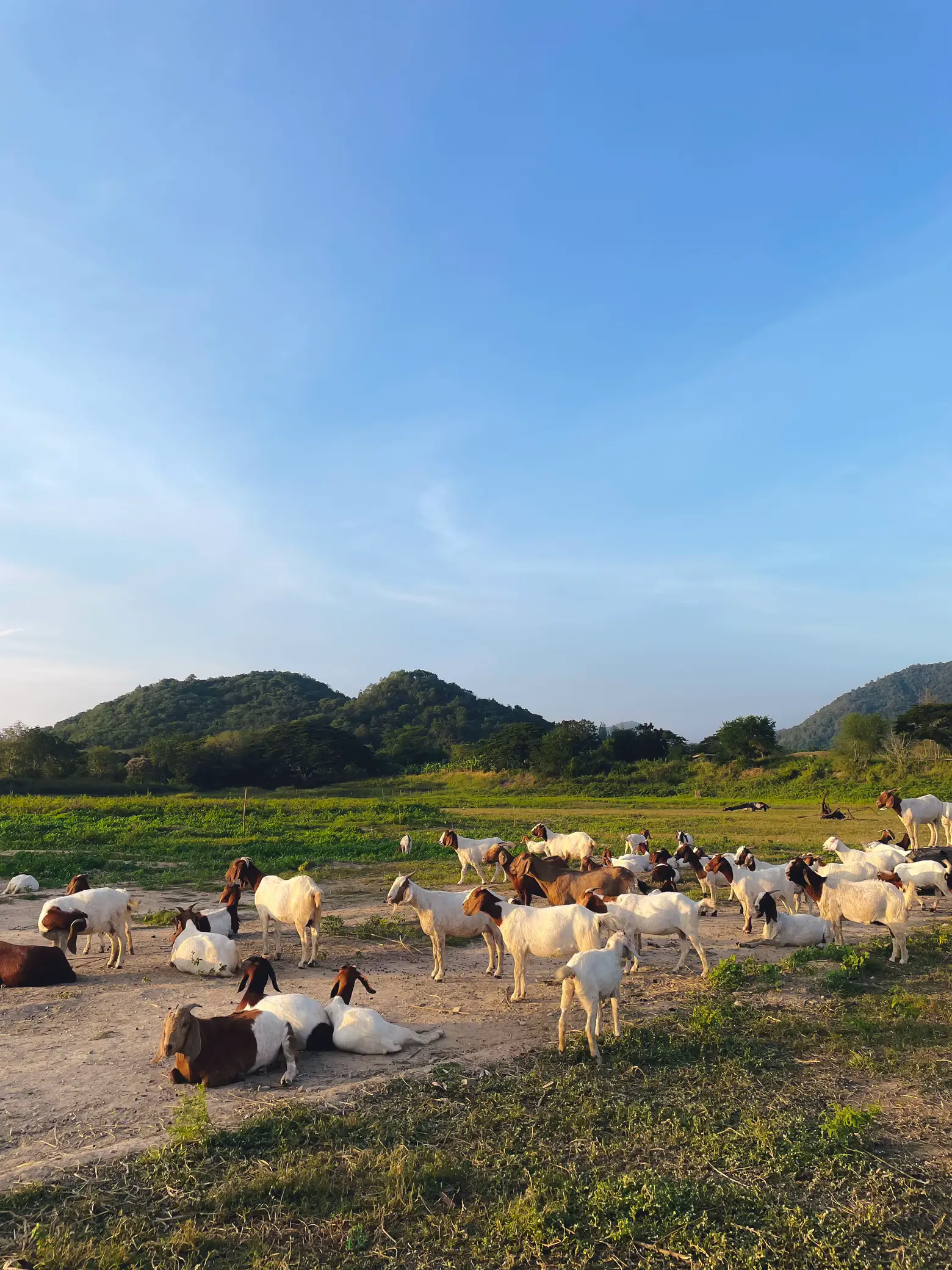 ถ่ายรูปกับน้องแพะที่เขื่อนปราณบุรี | แกลเลอรีที่โพสต์โดย Reerun_WS | Lemon8