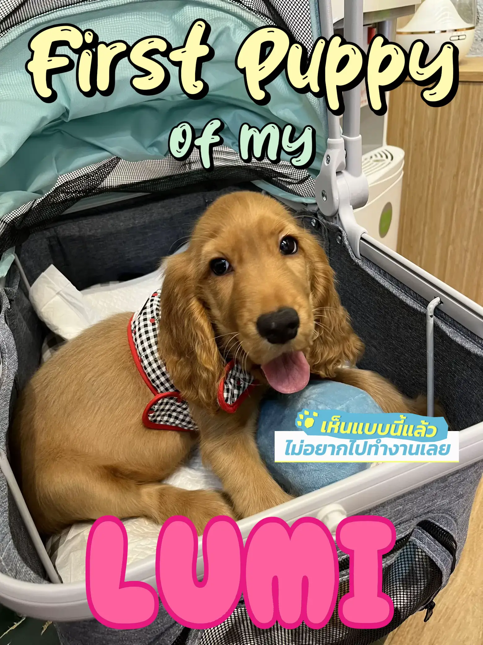 หมาตัวแรกในชีวิตตต(first Puppy) 🤎🐻 | แกลเลอรีที่โพสต์โดย I'icertnp Twr ...