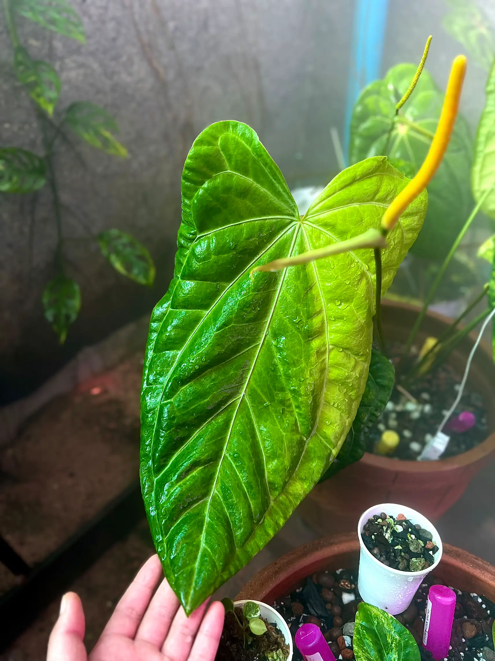 Anthurium varieties - การค้นหาใน Lemon8