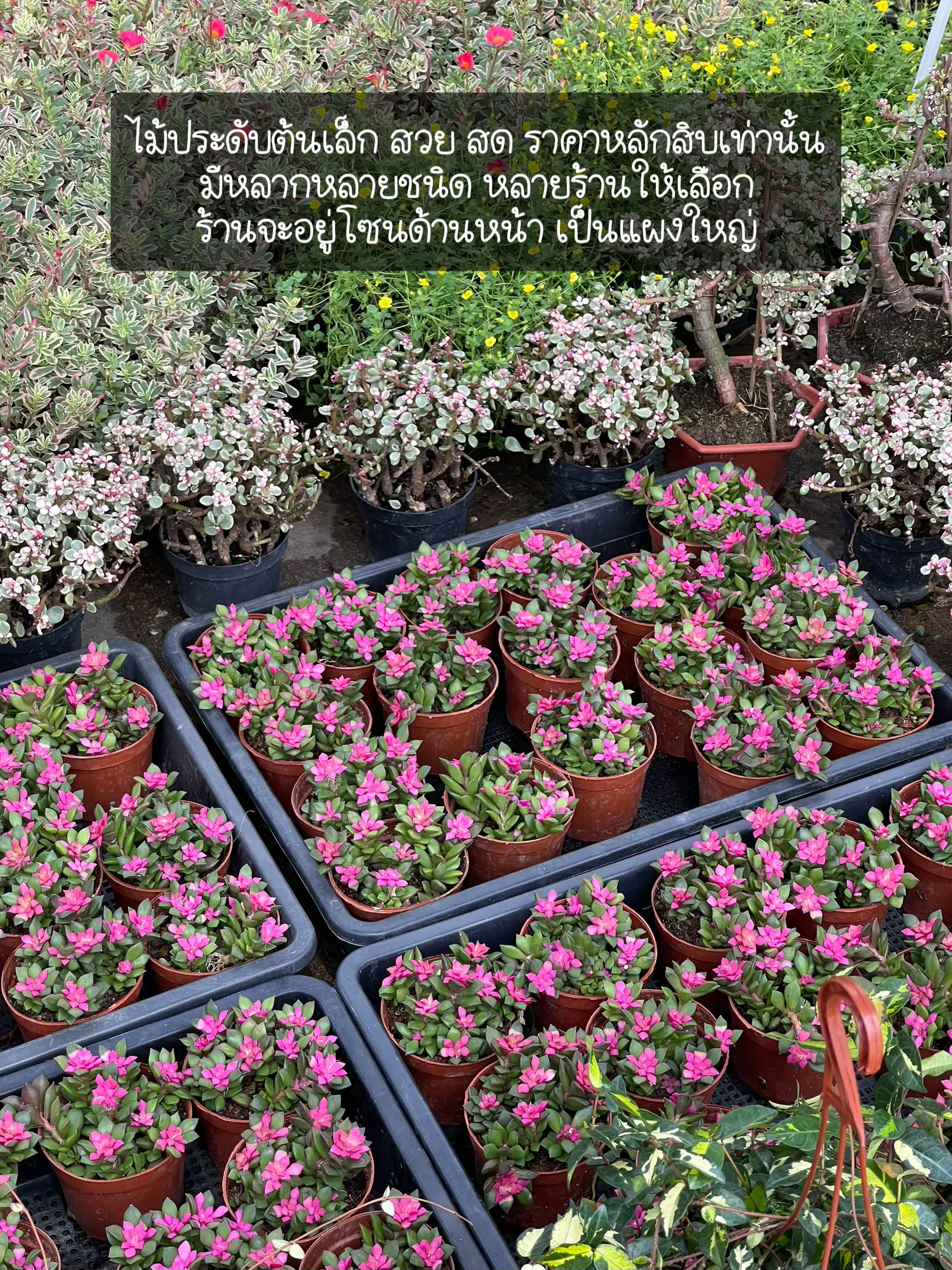 พาไปส่องตลาดต้นไม้ย่านบางบัวทอง 🚘 สมบัติบุรี 🌳🌿 แกลเลอรีที่โพสต์โดย