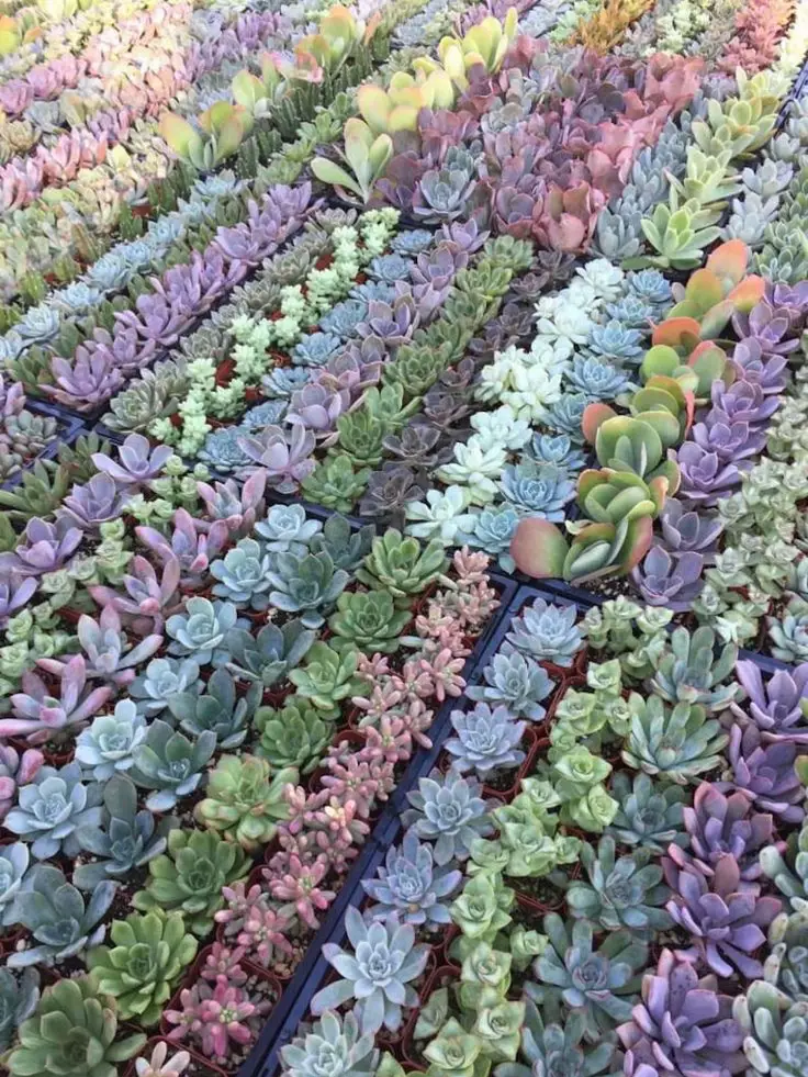 - tanaman lucu dan astetic - | Galeri diposting oleh Anggiemayang | Lemon8