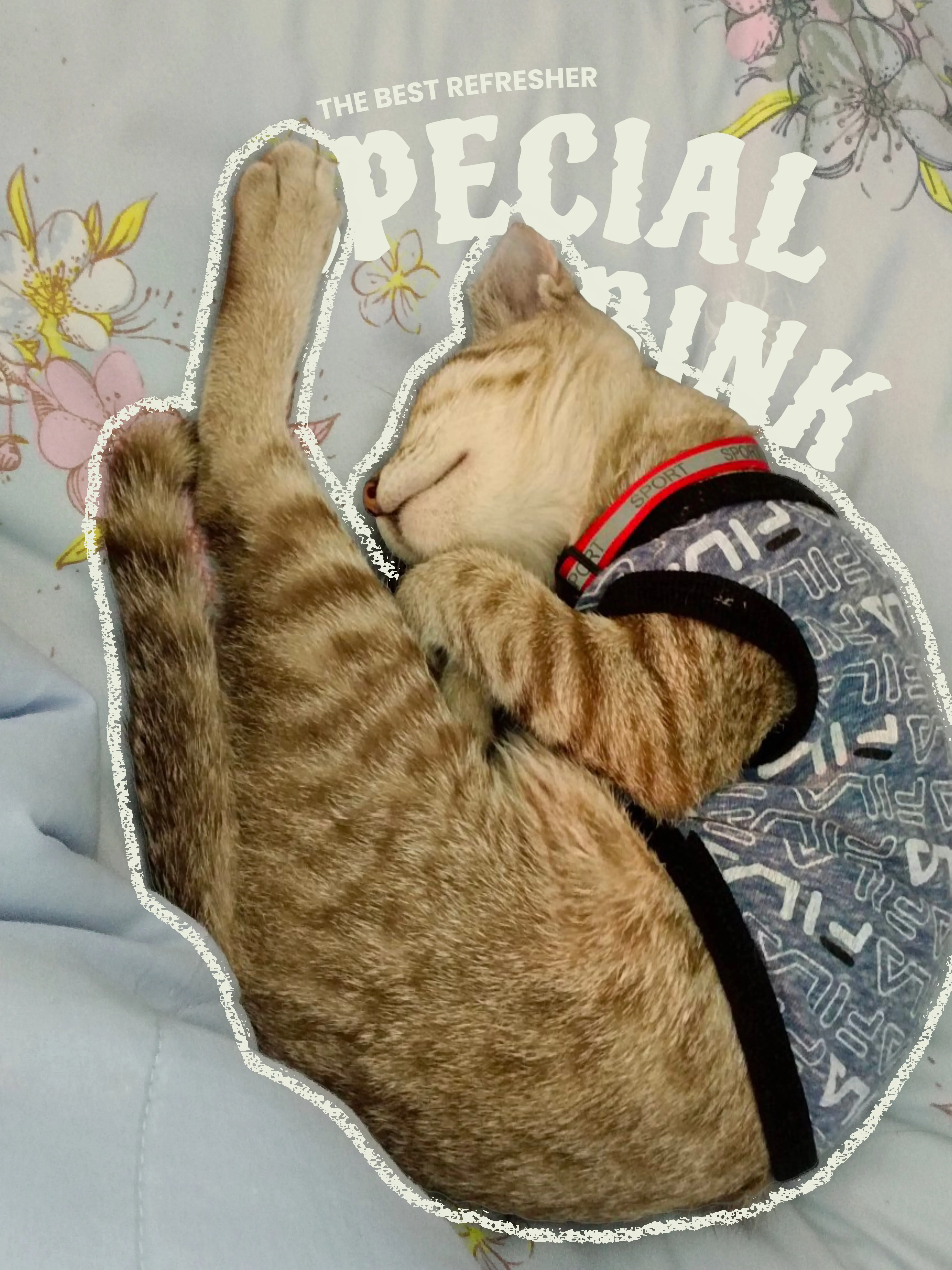 สวัสดีค่ะหนูชื่อด ญมันนี่ค่ะ😻 แกลเลอรีที่โพสต์โดย มนุษย์เป็ด42 ️