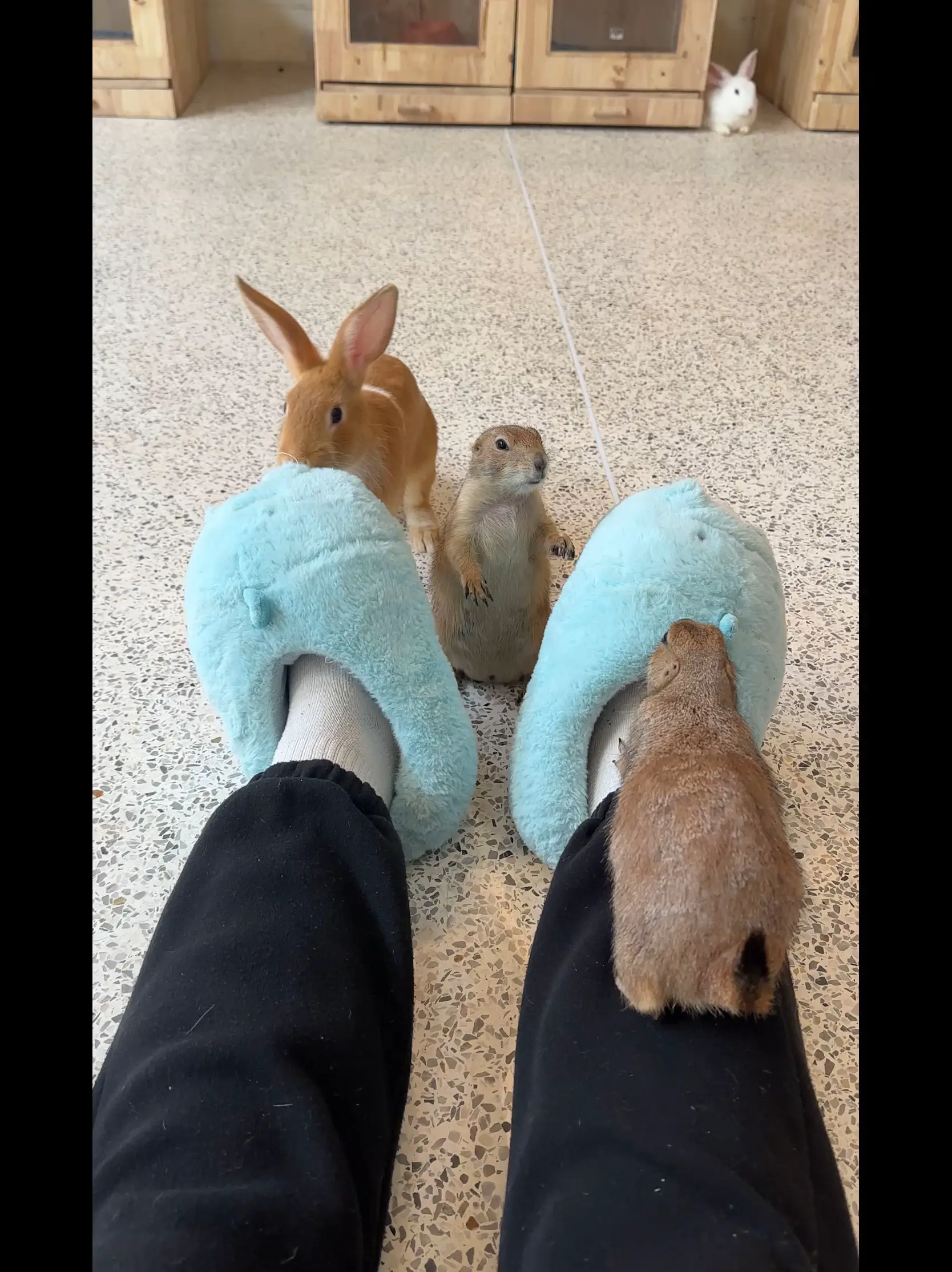 วันแม่นี้ จูงมือลูกมาเล่นกับน้องสัตว์ Exotic ที่ Little Den Cafe | แกล ...