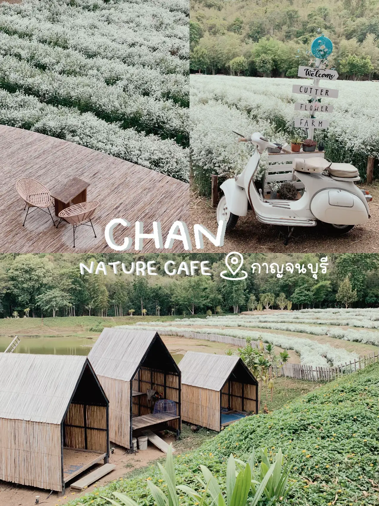 🌸 CHAN Nature Cafe | ชาเขียว ดอกคัตเตอร์ แคคตัส | แกลเลอรีที่โพสต์โดย ...