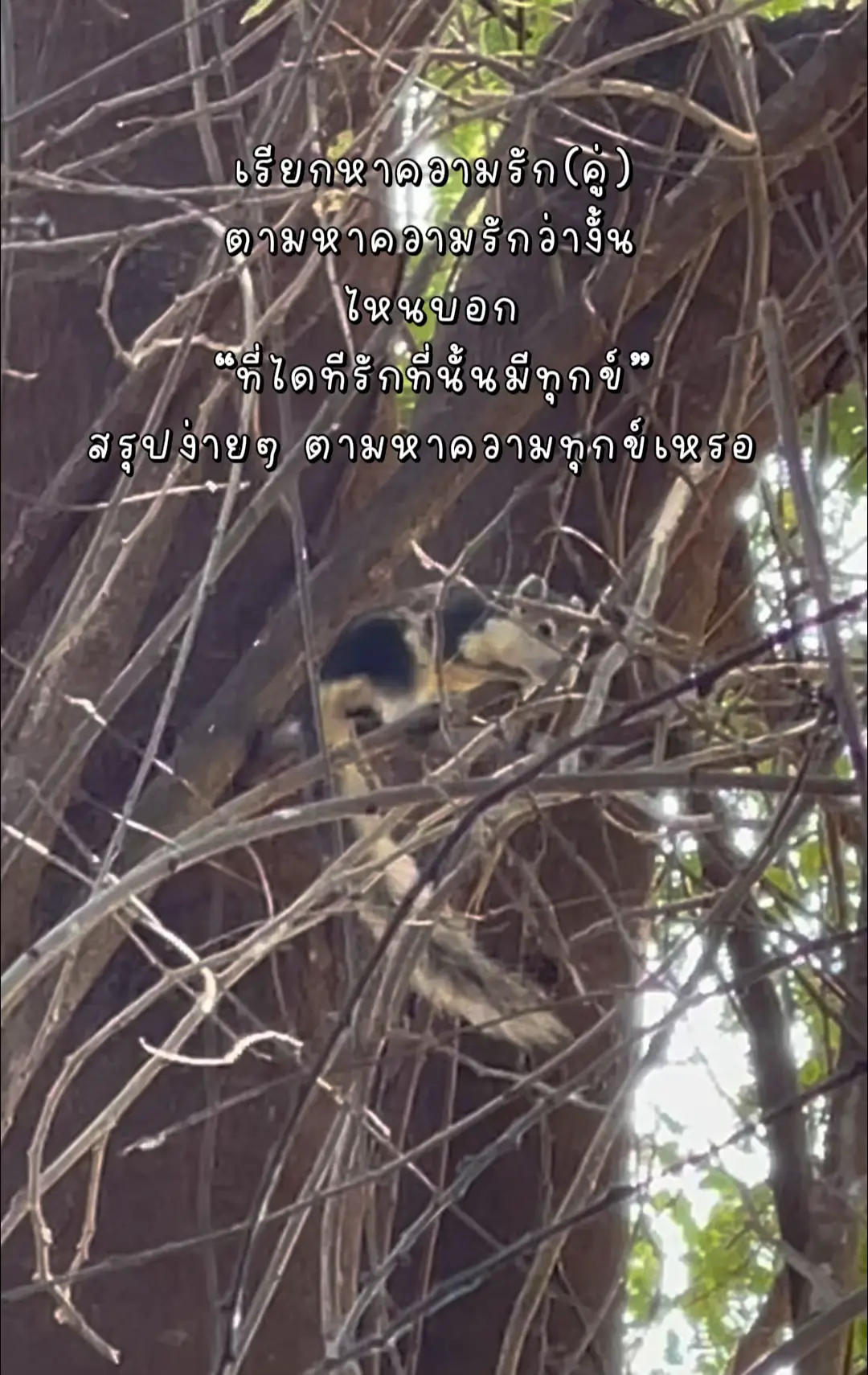 กระรอก | วิดีโอที่เผยแพร่โดย บ้านสวนchaiwat | Lemon8