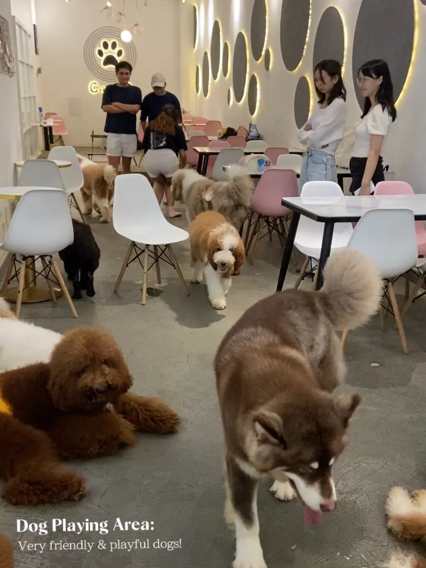 FREE ENTRY dog & cat pet cafe in jb 🐾🏃‍♀️ (with bbt!) | Gallery posted ...