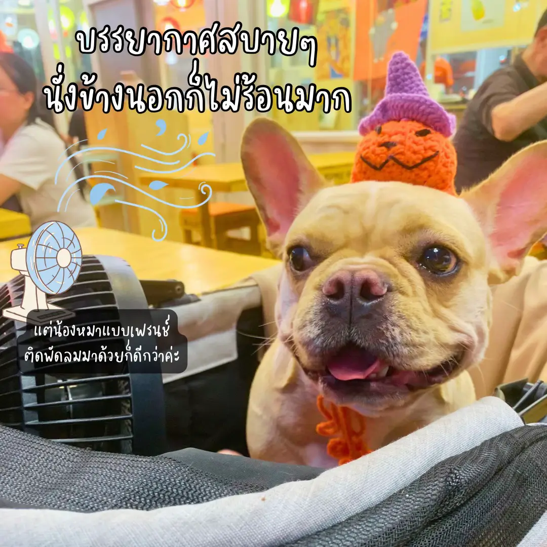 ร้านเนื้อย่าง หมาเข้าได้🥰🐶 | แกลเลอรีที่โพสต์โดย Mama&Moca | Lemon8