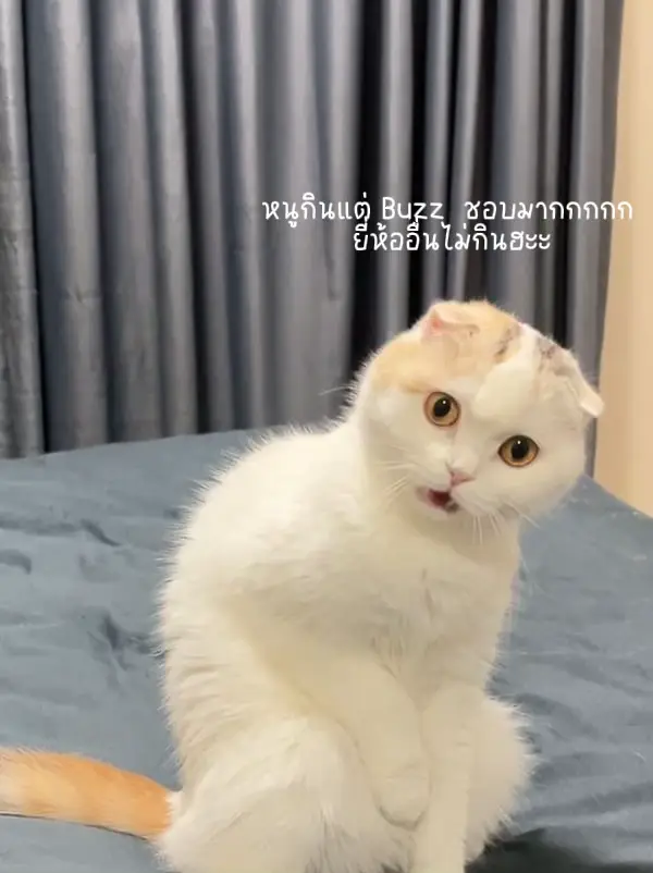 รีวิวอาหารแมว (แบบเม็ด) สูตรขุนแมวอ้วงง🐈🐈 | แกลเลอรีที่โพสต์โดย qwertyz ...