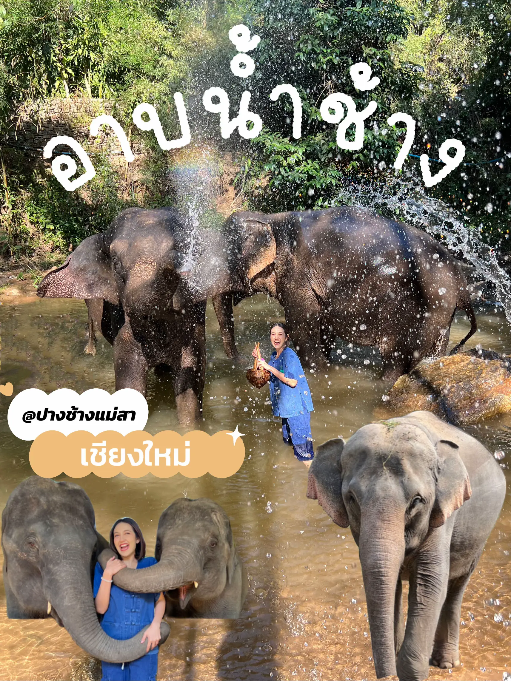 💦 อาบน้ำช้าง 🐘 @ปางช้างแม่สา เชียงใหม่ | แกลเลอรีที่โพสต์โดย . hannee ...