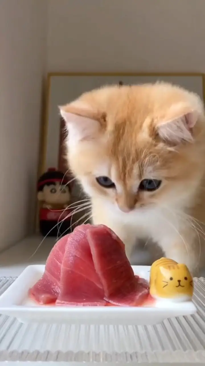 บิงซูน้องแมว😍🐈 #แมว #แมวน้อย #asmrแมว | วิดีโอที่เผยแพร่โดย cats cute🐈 | Lemon8