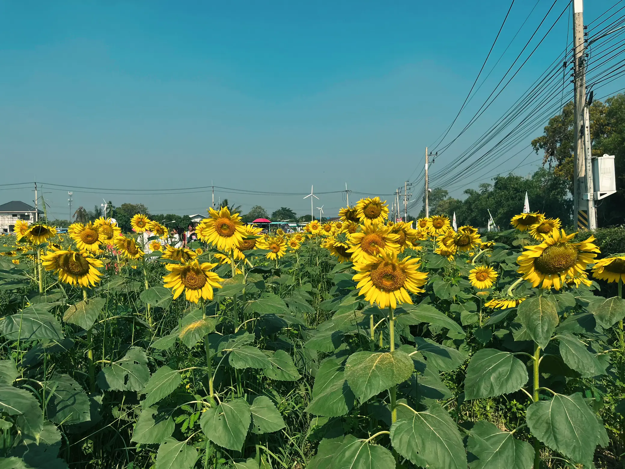 ขอให้เธอสดใสเหมือนทานตะวันที่บานสะพรั่ง 🌻 | แกลเลอรีที่โพสต์โดย Wee Weerawan | Lemon8
