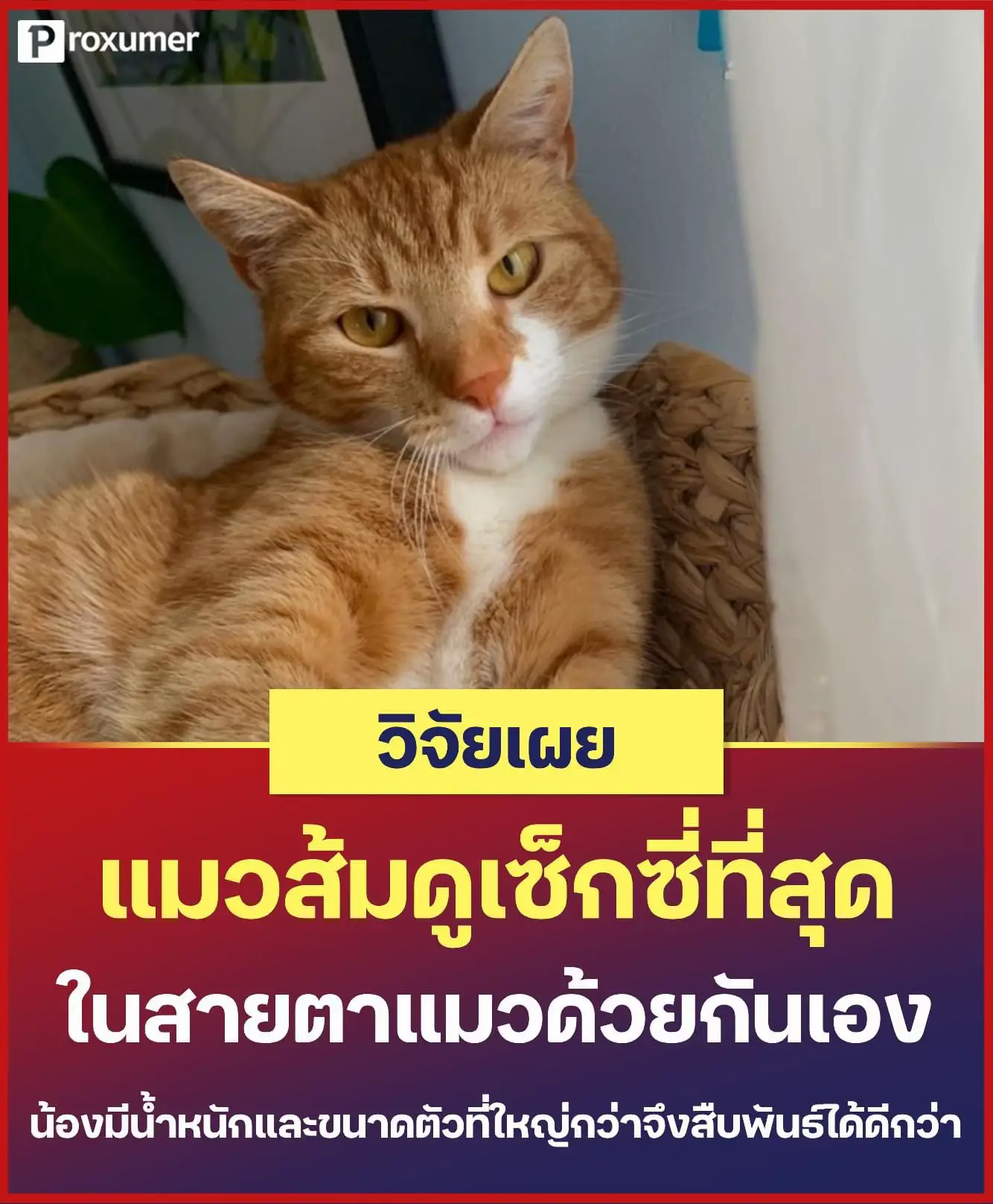 วิจัยเผย จริงๆแล้วแมวส้ม…😎 | แกลเลอรีที่โพสต์โดย Proxumer | Lemon8