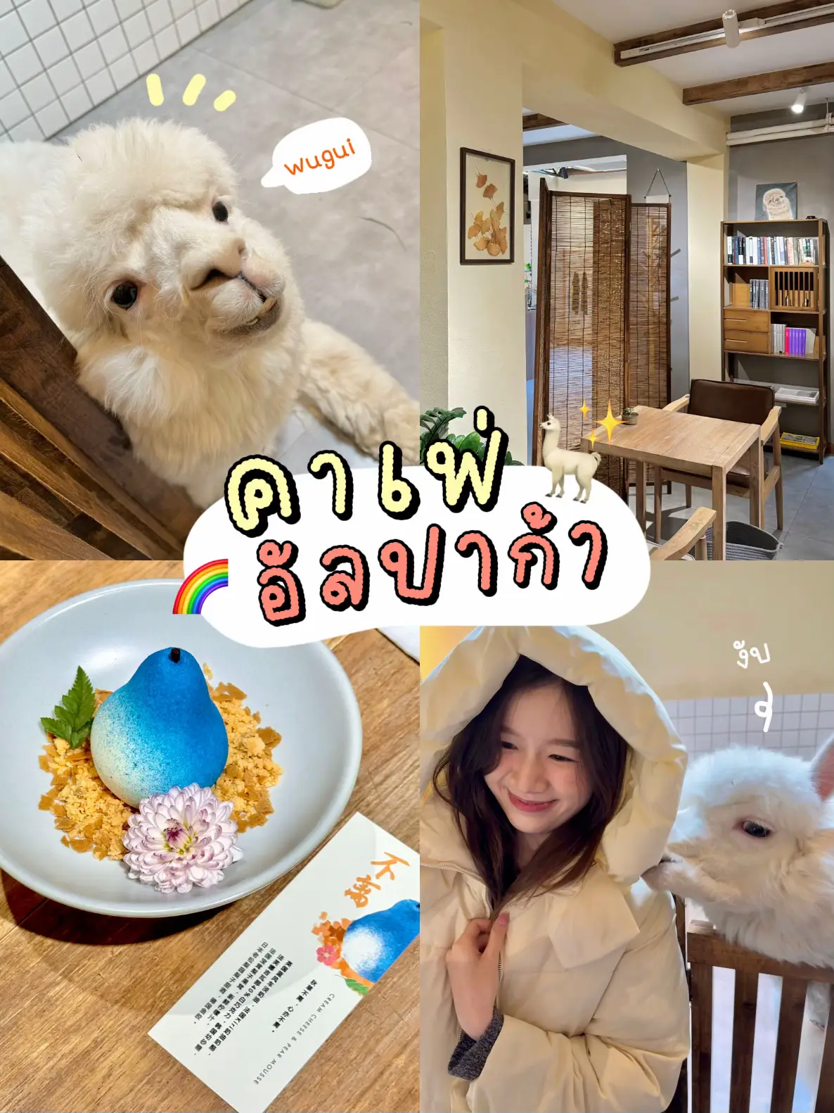 🦙 รีวิวคาเฟ่ “อัลปาก้า” น้อง Wugui ตัวขาวปุกปุยน่ารักมาก | แกลเลอรีที่ ...