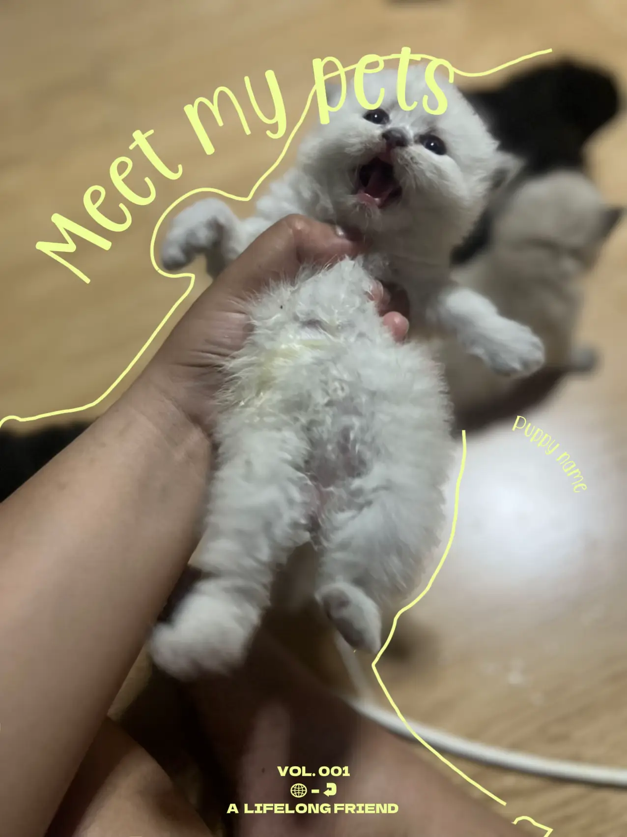 Meet my pets | แกลเลอรีที่โพสต์โดย Picharat13 | Lemon8