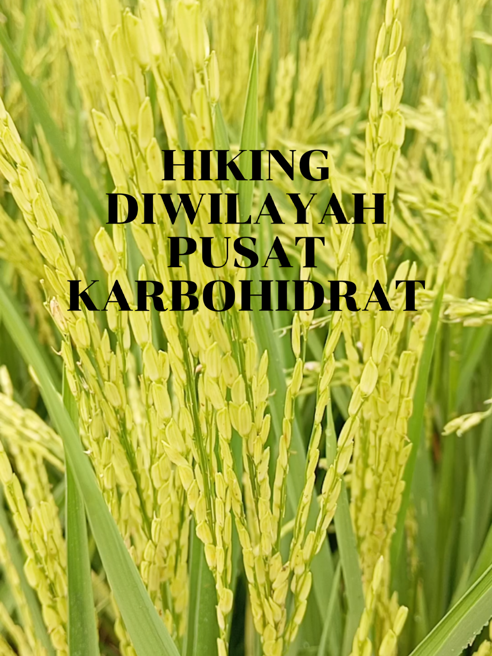 SESEORANG MEMBUTUHKAN 300 gram KARBOHIDRAT | Video dipublikasikan oleh Calorie Story | Lemon8