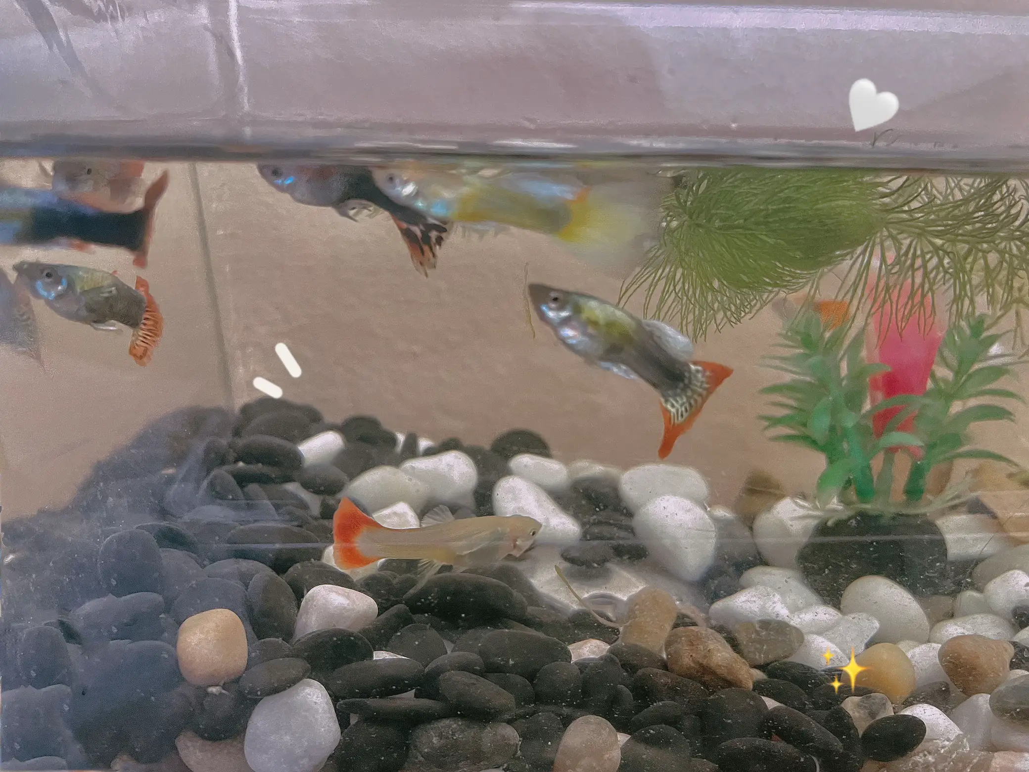 รีวิว ปลางอกอีกแล้วจ้าาา 🐟🐠 | แกลเลอรีที่โพสต์โดย Flowwolf | Lemon8