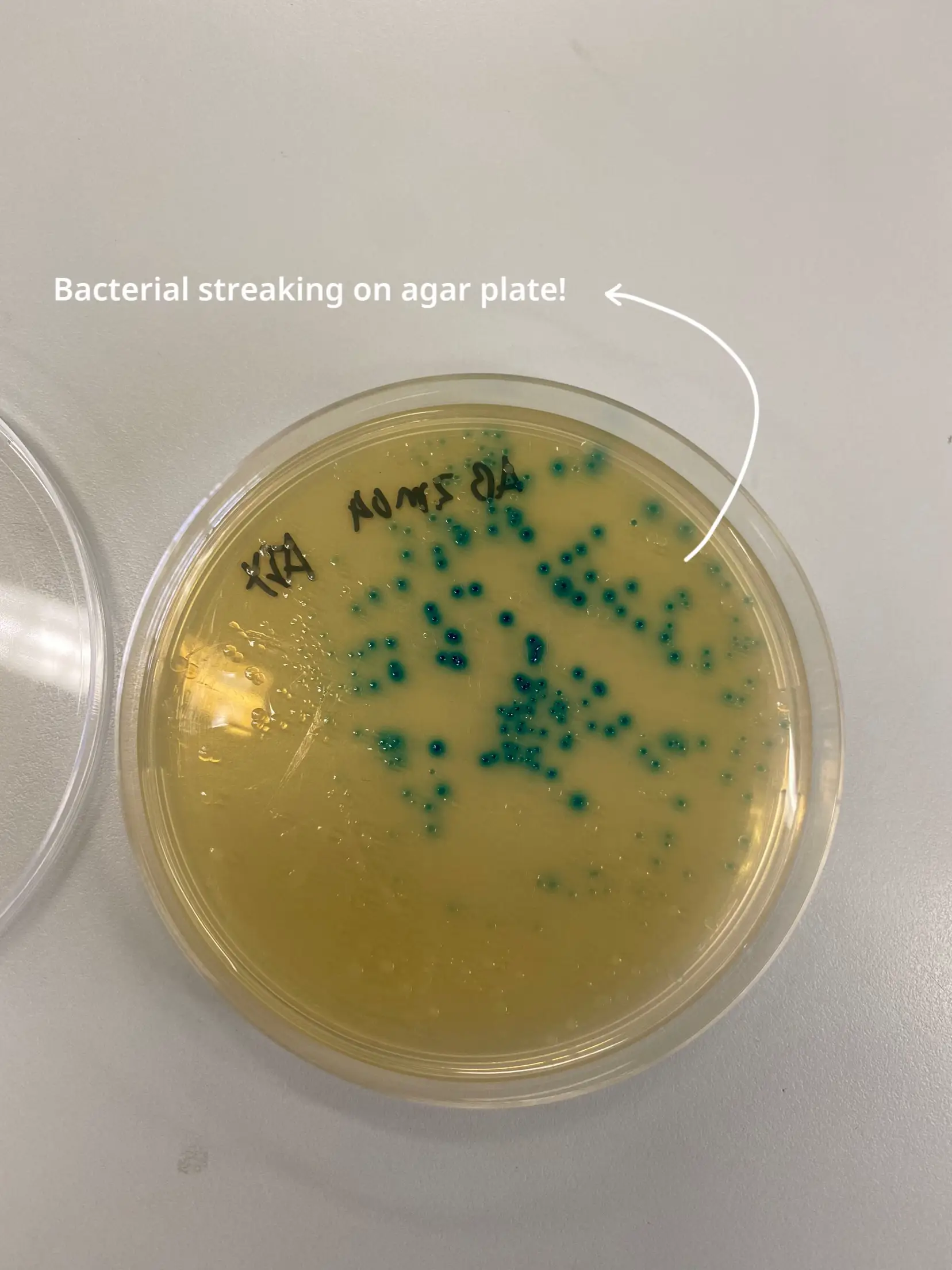 Life as a Biomedical Science student 🧪🧬 | Gallery posted by Ru Yuan ...