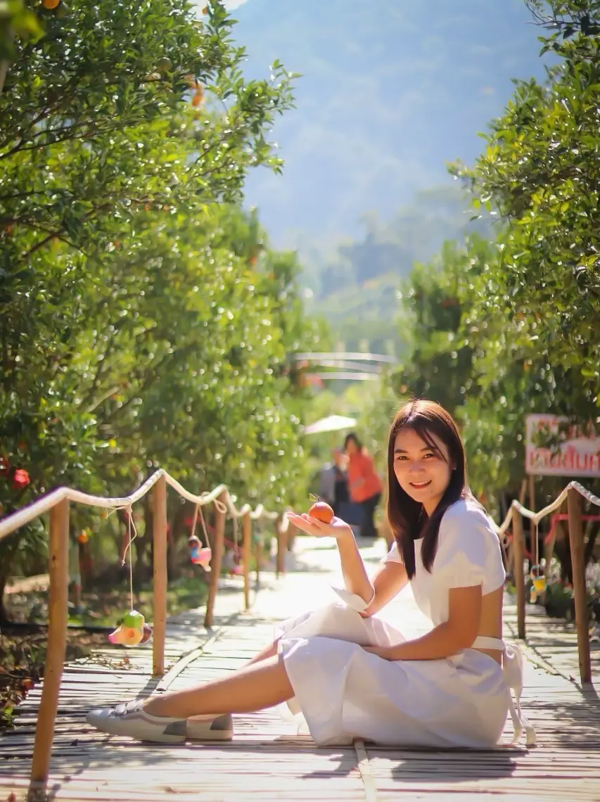 สวนส้มยอดดอยจังหวัดเชียงใหม่ | แกลเลอรีที่โพสต์โดย Sukanya_Ohae | Lemon8