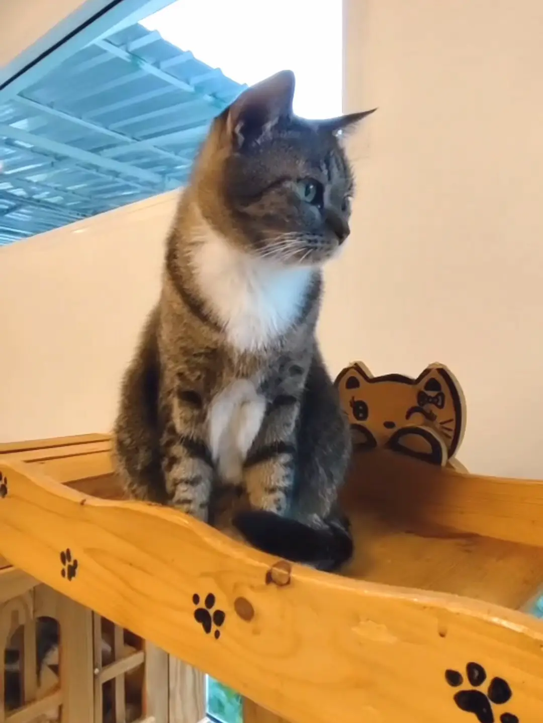 🐶คาเฟ่หมาแมวมือ 2 พัทยา ค่าเข้า 99.- | วิดีโอที่เผยแพร่โดย khuncha | Lemon8