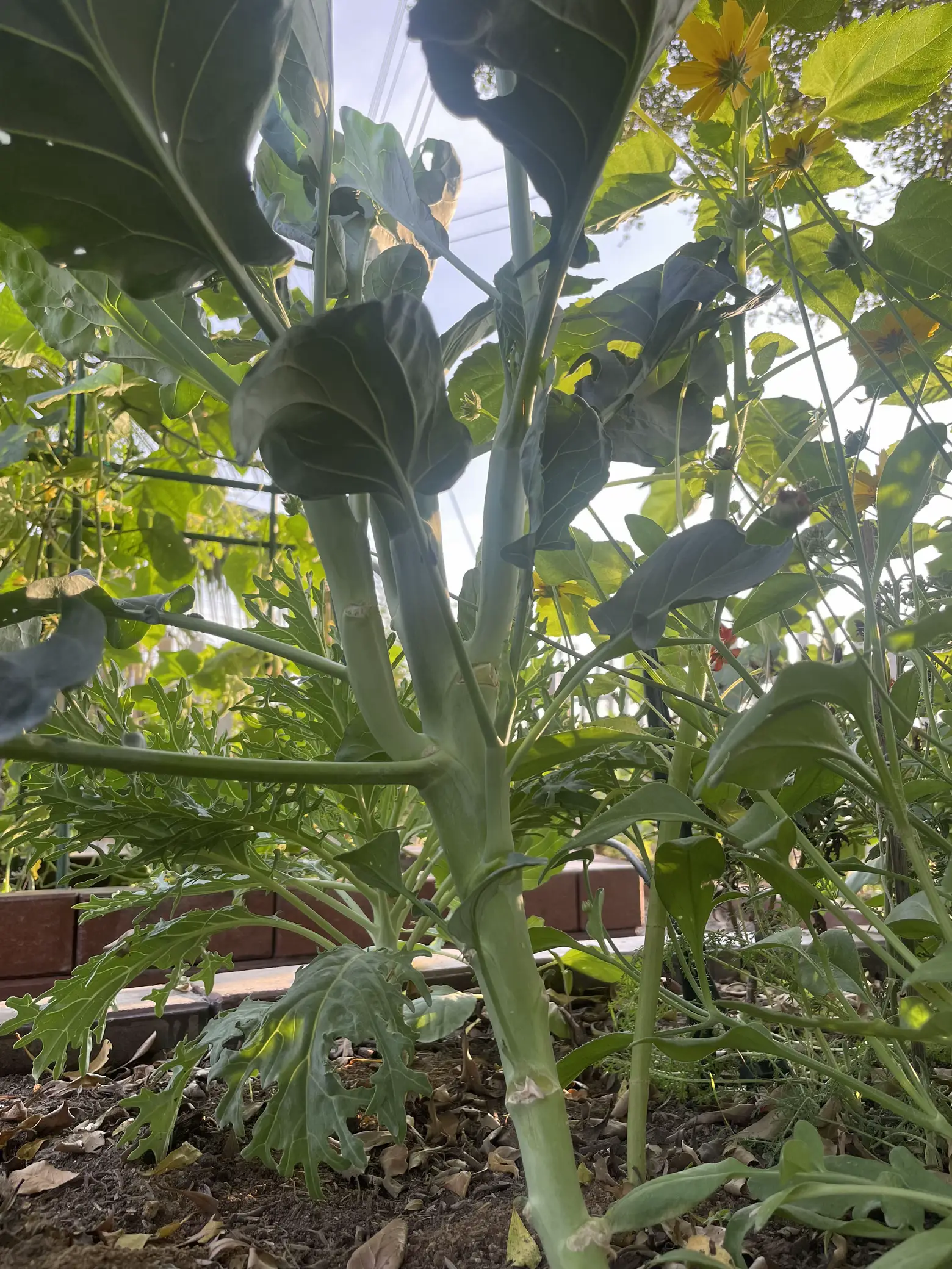 มินิบล็อกโคลี่ (Mini Broccoli) ปลูกกินเองได้ง่ายๆ 🥦🥦😋 | แกลเลอรีที่โพสต์โดย Kay’s Diary | Lemon8