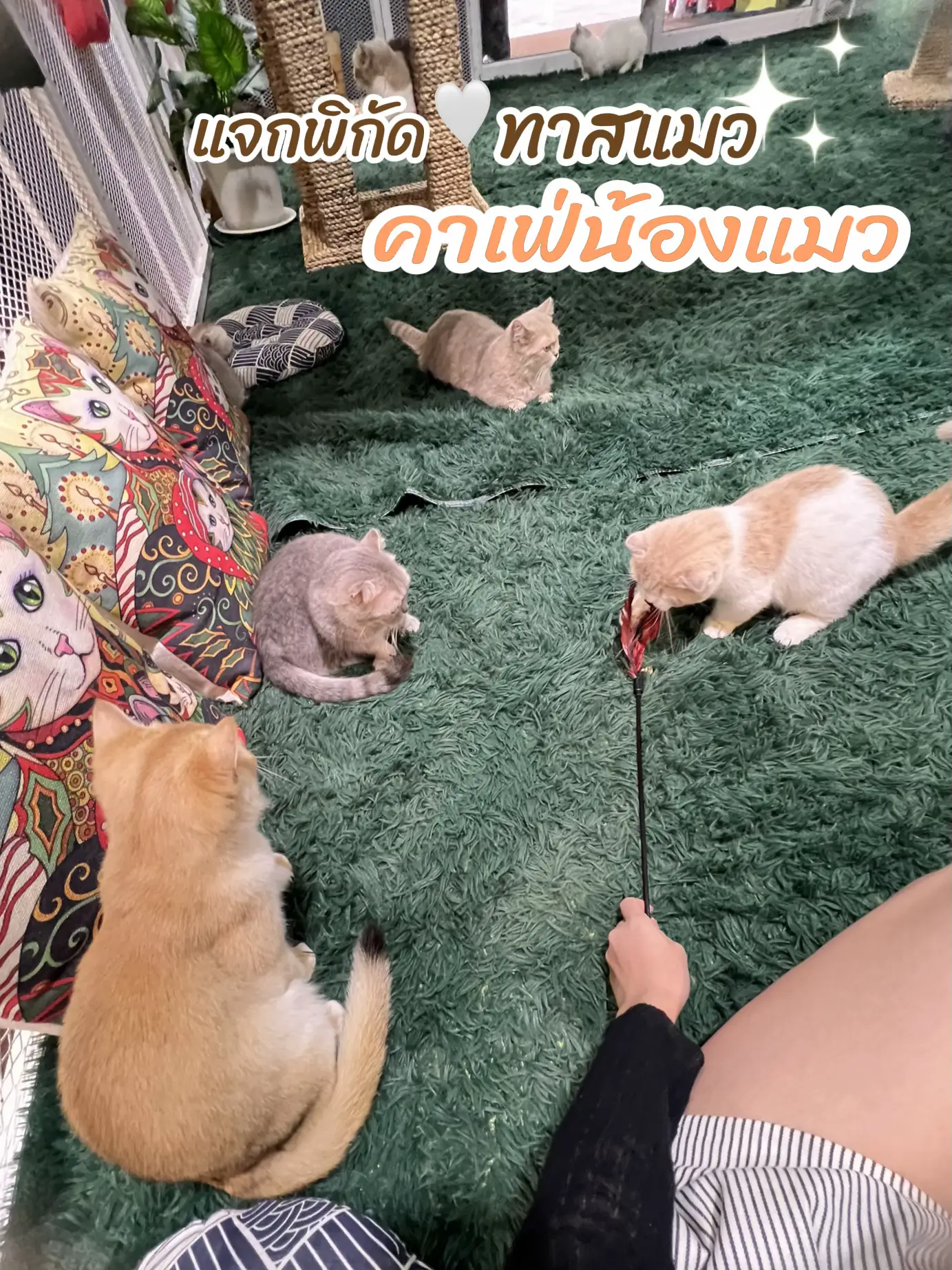 คาเฟ่ทาสเเมว Snow cat cafe😻 | แกลเลอรีที่โพสต์โดย Phanthila | Lemon8