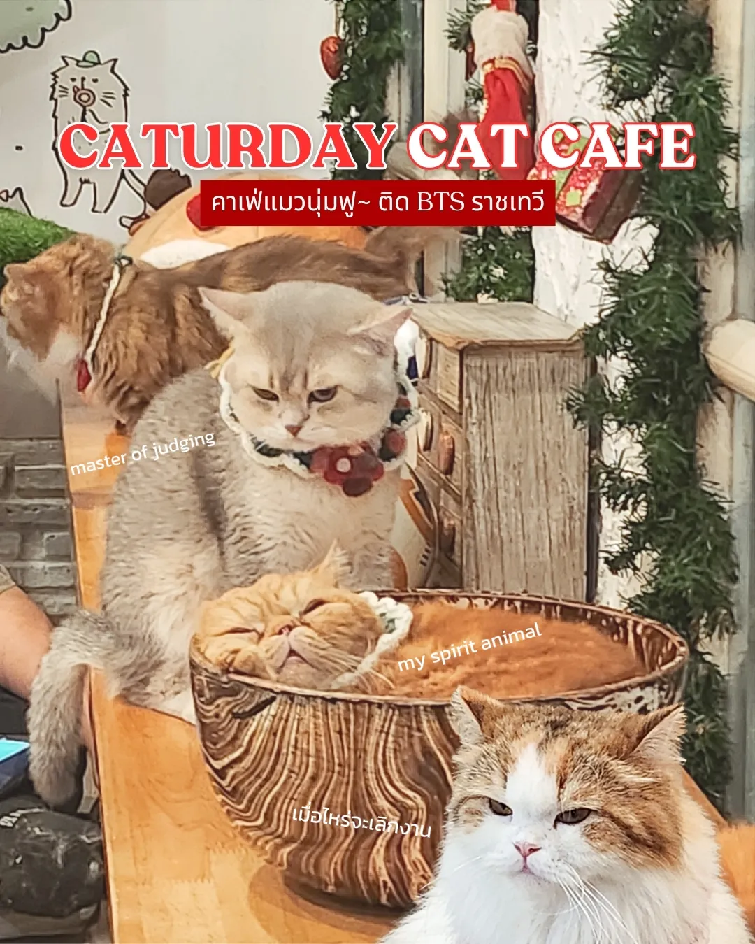 Caturday Cat Cafe 🐾☕️ คาเฟ่แมวติด BTS ราชเทวี | แกลเลอรีที่โพสต์โดย sis ...
