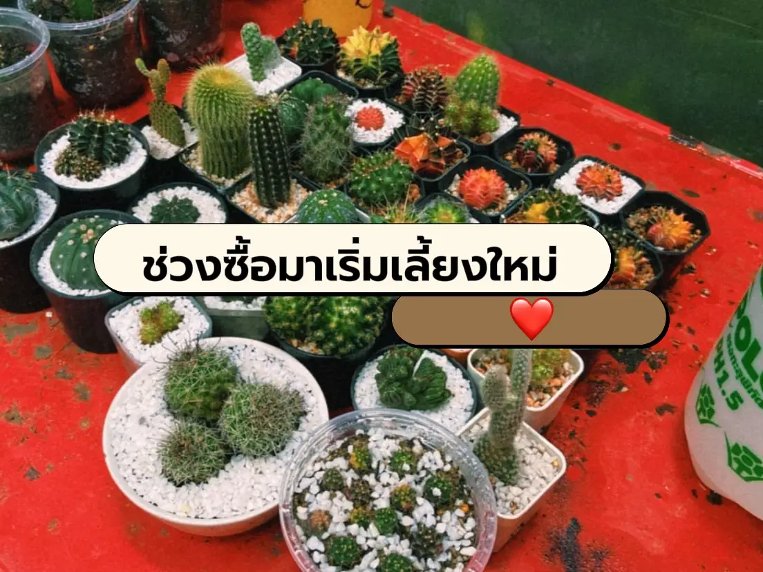จากไม่ชอบกลับมารัก | Gallery posted by Cactus ข้างบ้าน | Lemon8