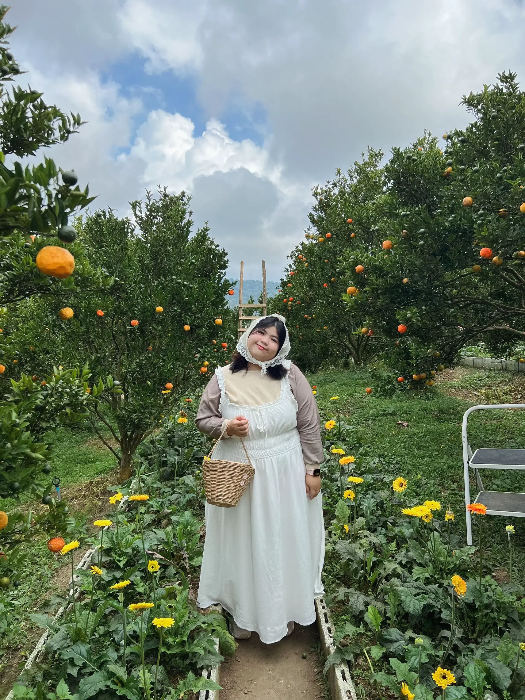 สวนส้ม ที่ม่อนแจ่ม เชียงใหม่ เกาหลีมากกก | แกลเลอรีที่โพสต์โดย Franny ...