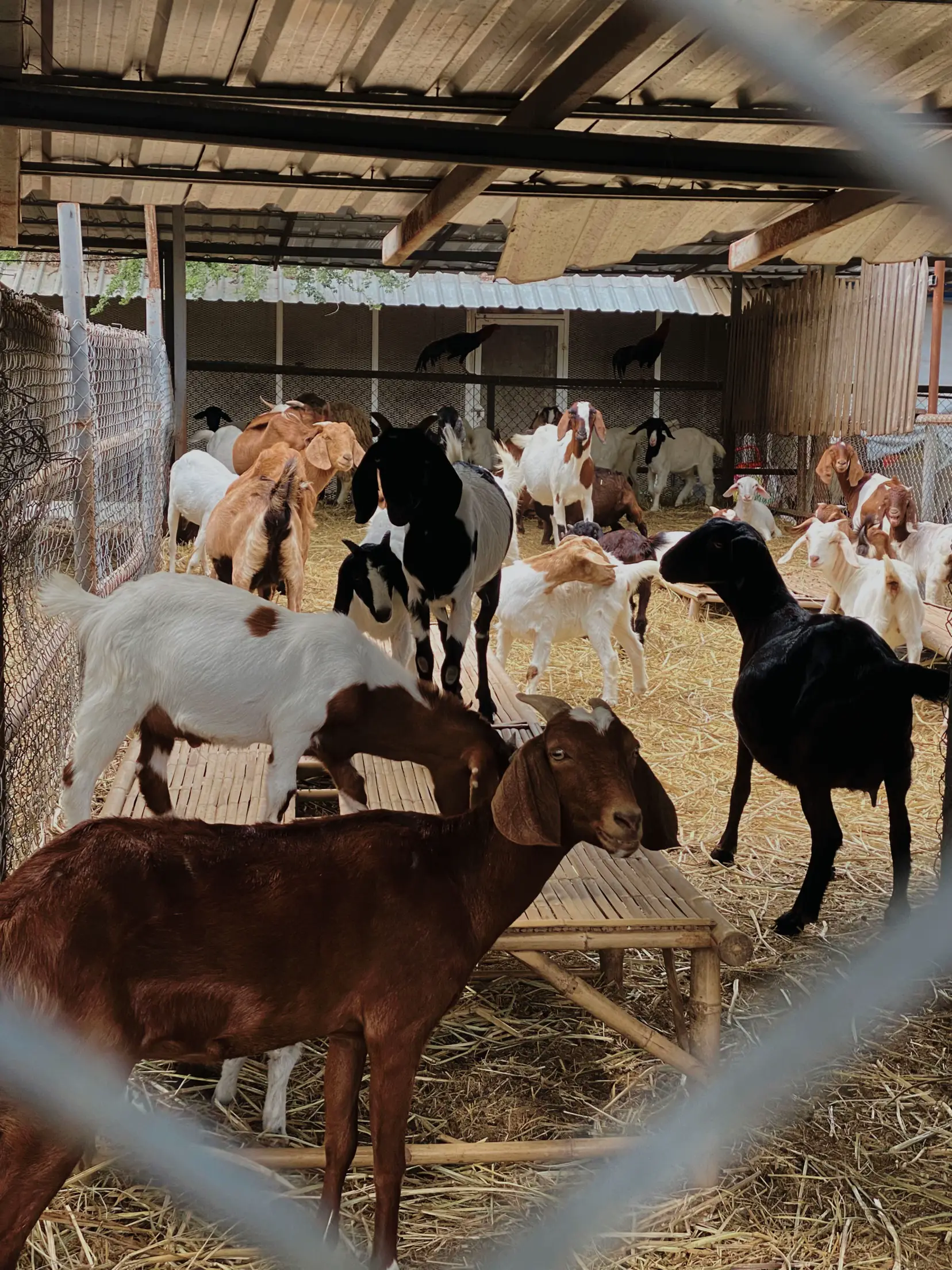 พาไปทำบุญให้สัตว์ถูกทอดทิ้งกัน 🐃🐕🐈🐑🐐🐓 | แกลเลอรีที่โพสต์โดย Nivarin.kt ...