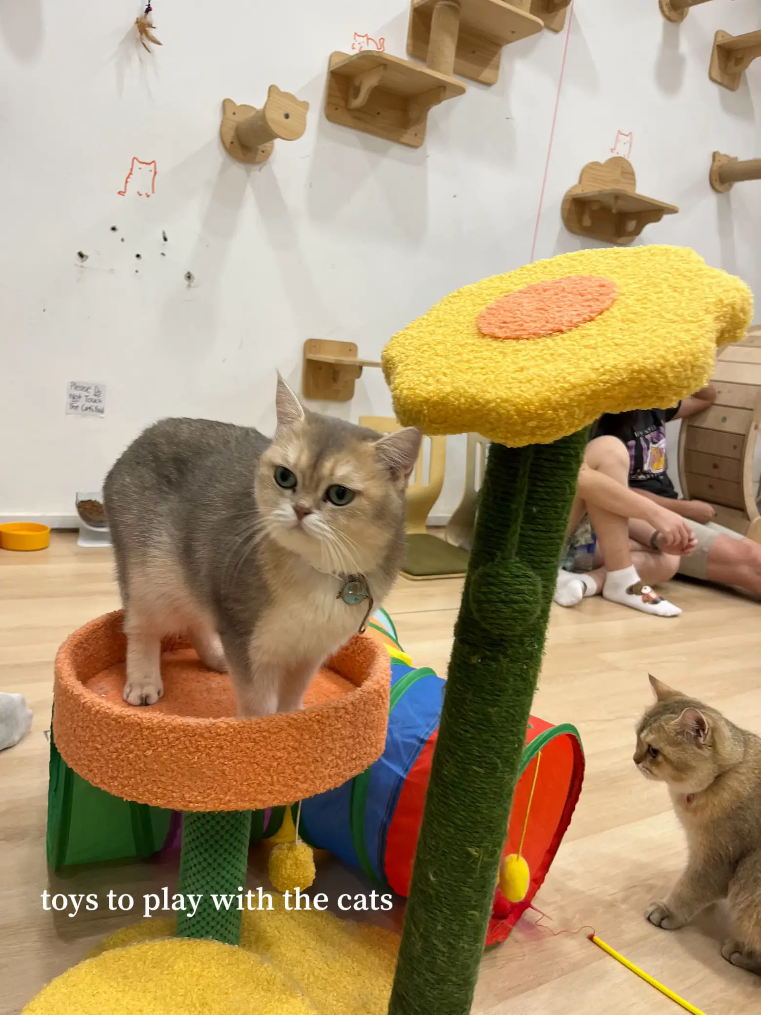 $9 CAT CAFE 🐈🙀 WITH FREE FLOW DRINKS🥤 | Gallery posted by xuantong ...