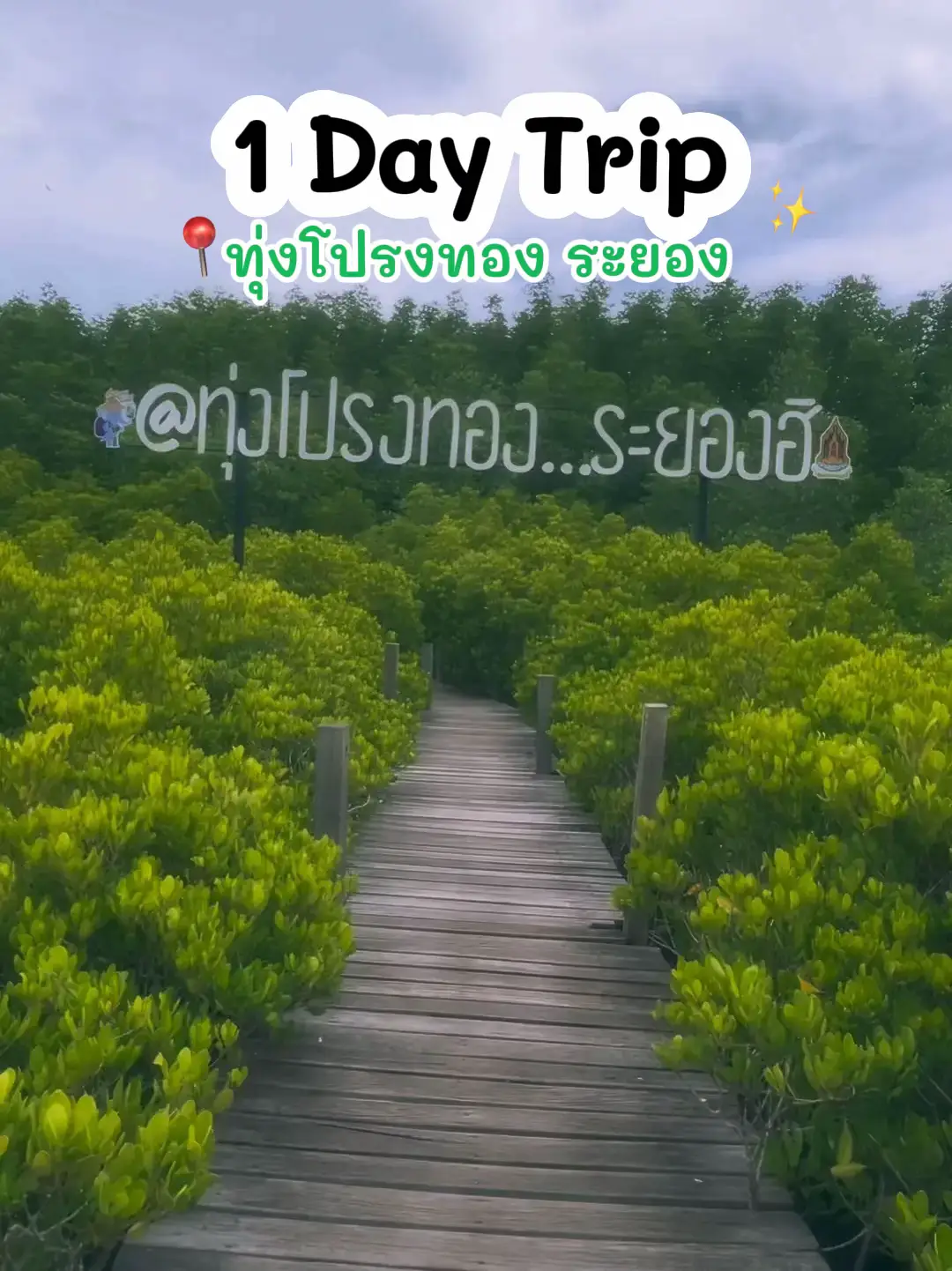 1 Day Trip at ทุ่งโปรงทอง ระยองฮิ | วิดีโอที่เผยแพร่โดย zylek | Lemon8