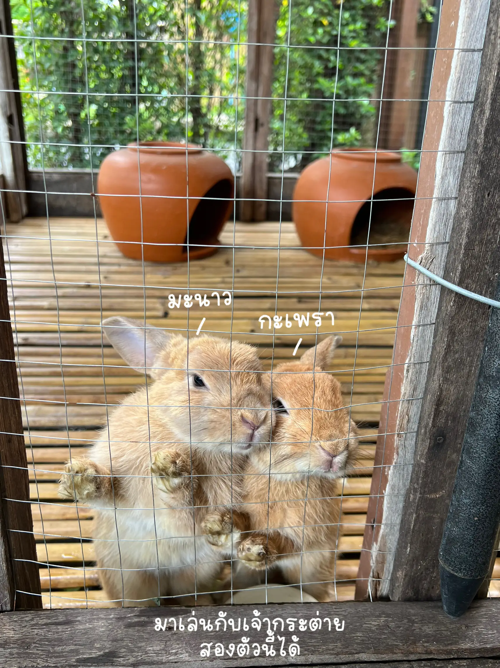 Groot Hotpot ร้านชาบูสุดน่ารัก 👩🏻‍🌾💖 🥬 | แกลเลอรีที่โพสต์โดย mameaw | Lemon8