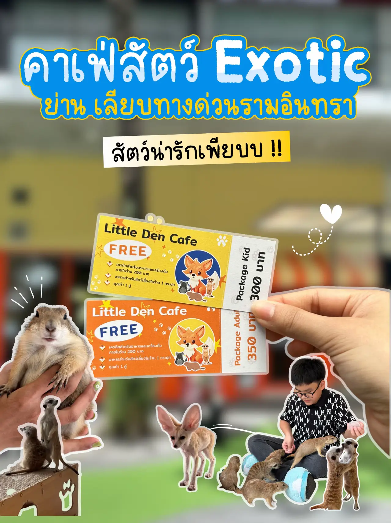 วันแม่นี้ จูงมือลูกมาเล่นกับน้องสัตว์ Exotic ที่ Little Den Cafe | แกล ...