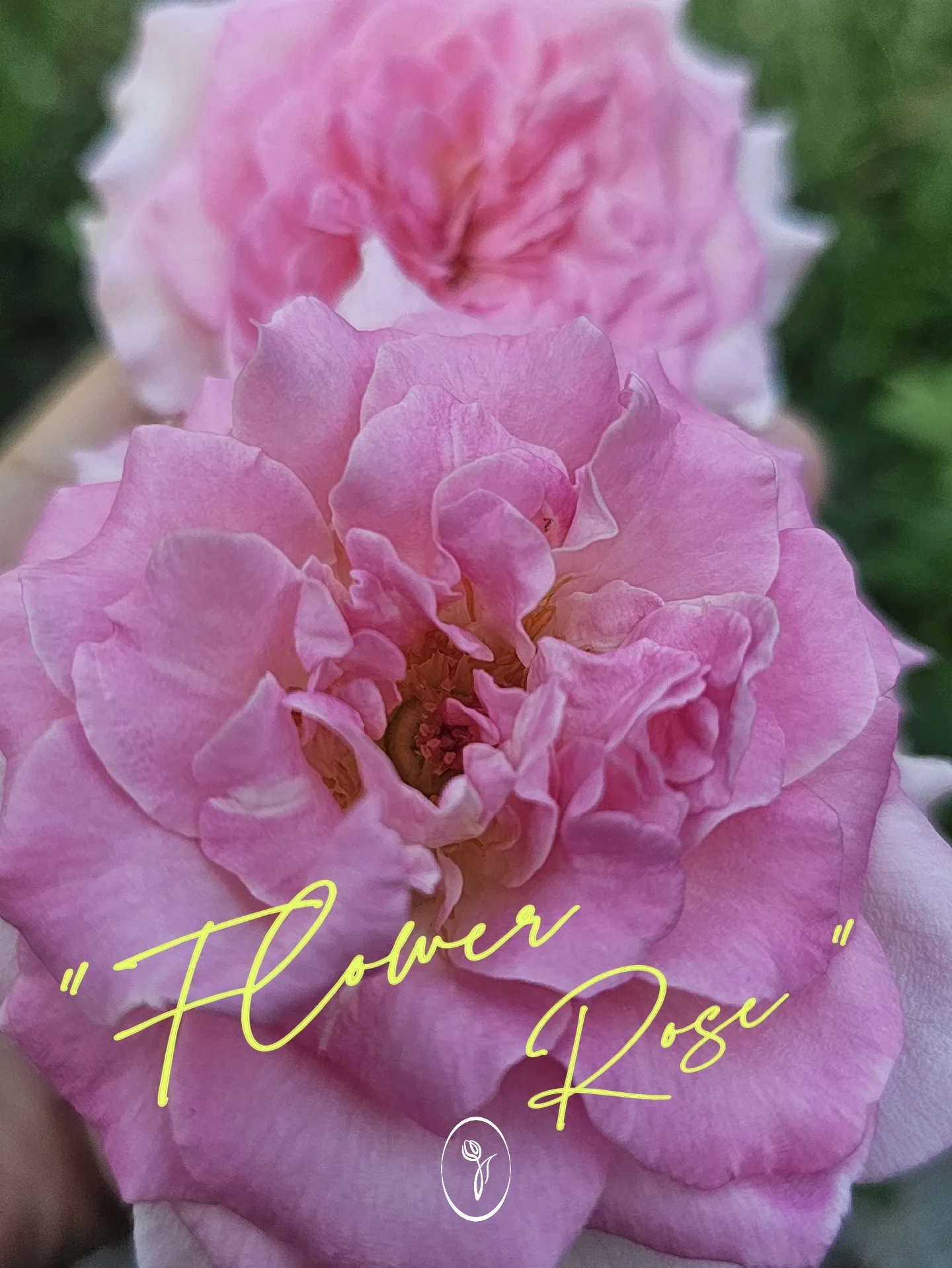 Rose ” | แกลเลอรีที่โพสต์โดย Mum Ori | Lemon8
