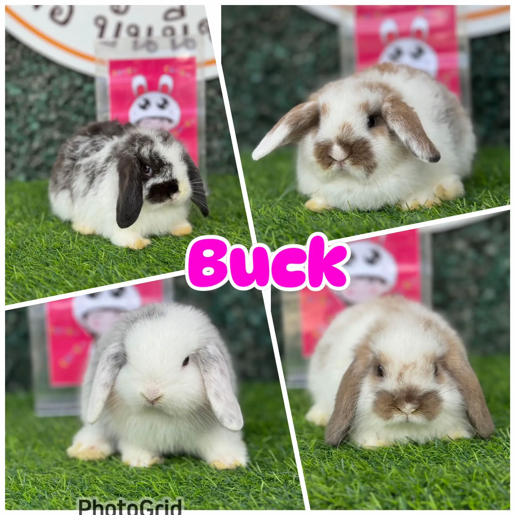 ฟาร์มกระต่ายชลบุรี | แกลเลอรีที่โพสต์โดย JeBunnyChonburi | Lemon8
