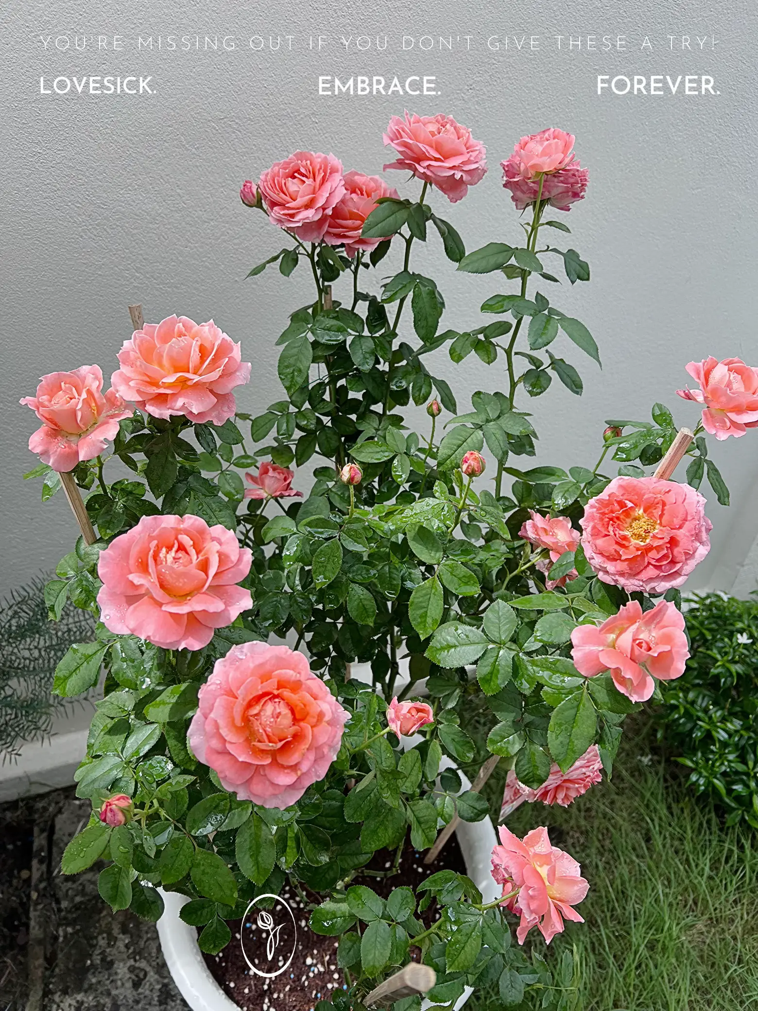 Princess Sakura | แกลเลอรีที่โพสต์โดย SK💚 | Lemon8