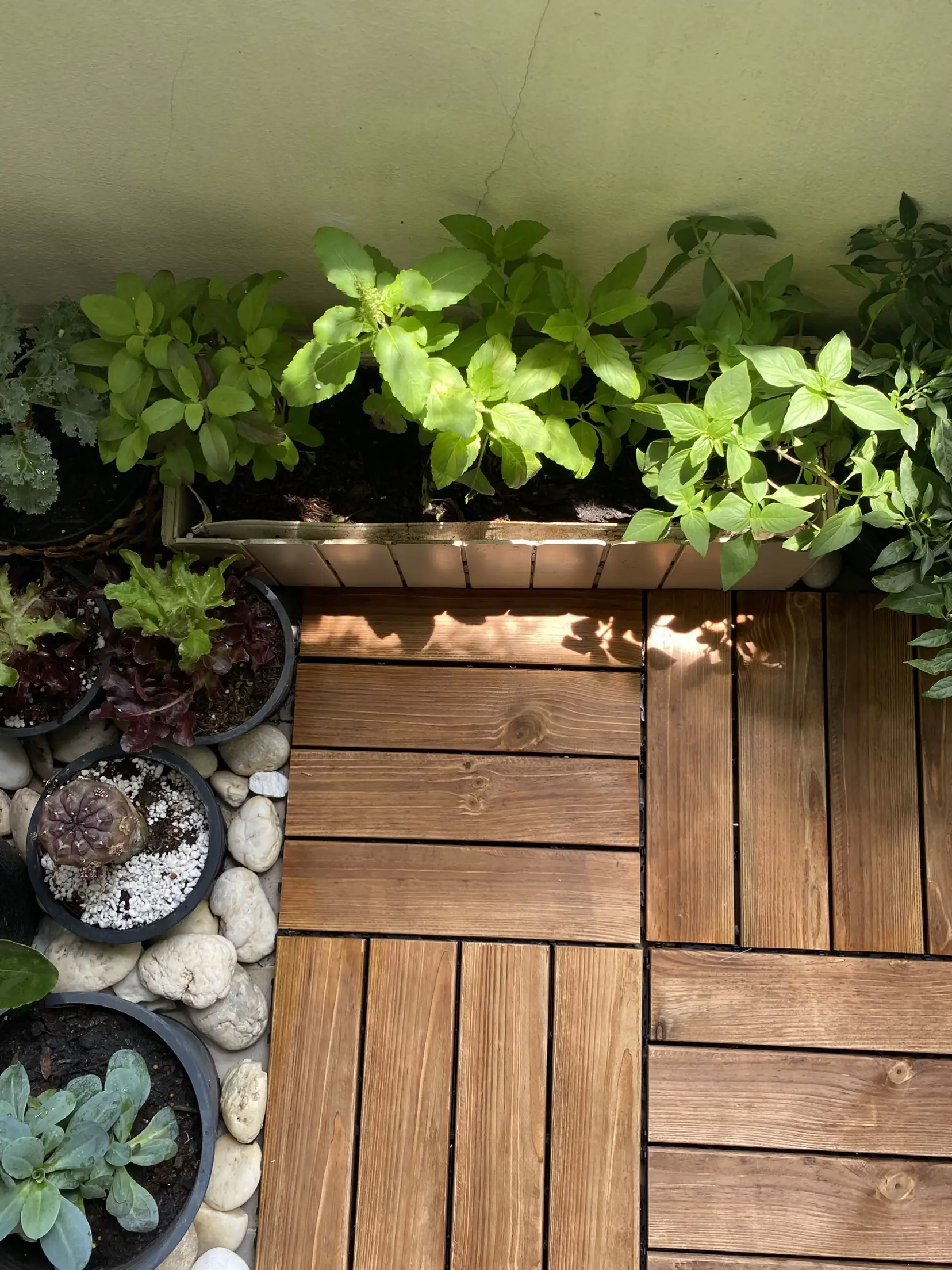 Home Garden อัพเดทสวนริมระเบียง | แกลเลอรีที่โพสต์โดย Som-o Sasima | Lemon8