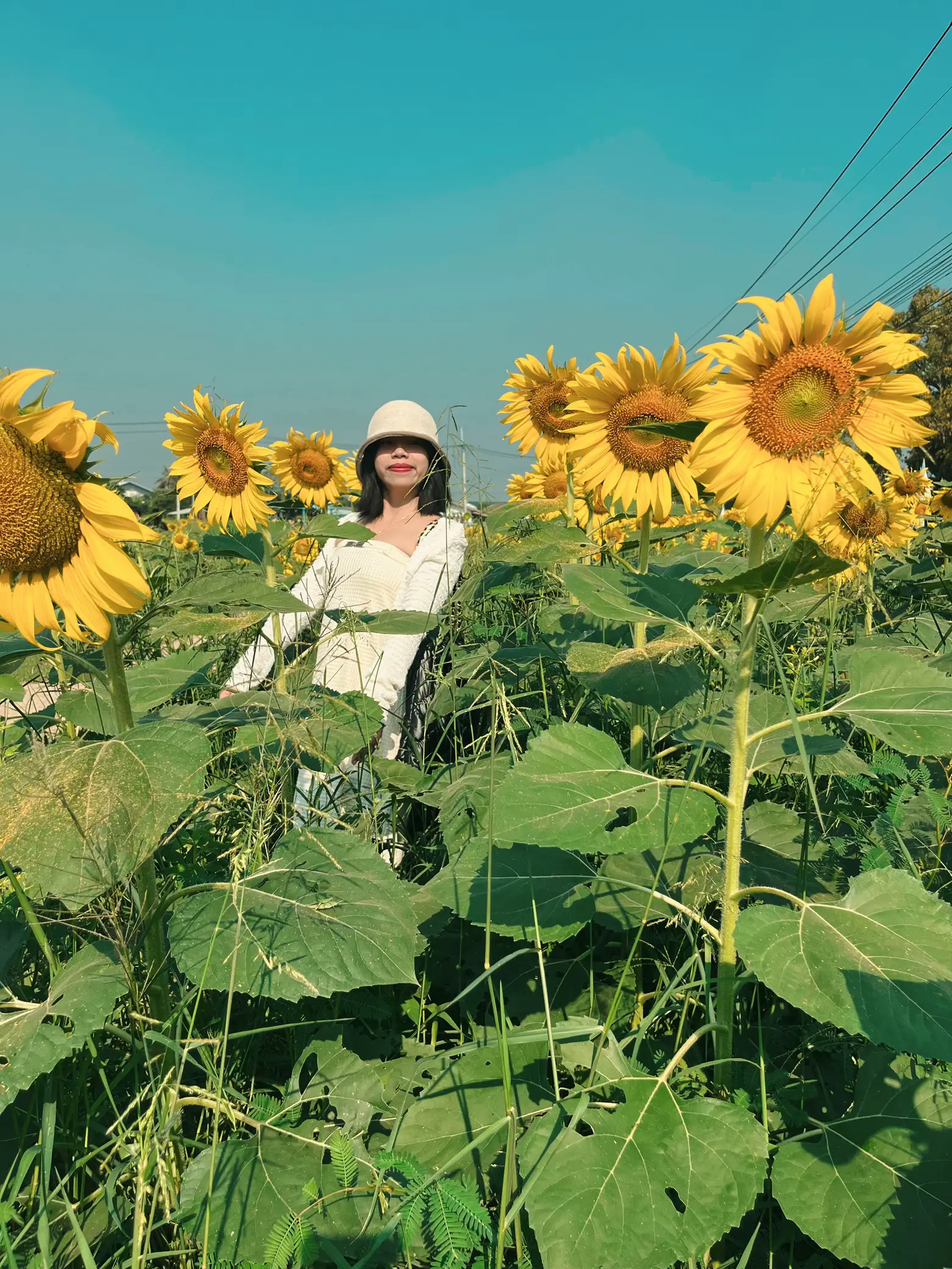 ขอให้เธอสดใสเหมือนทานตะวันที่บานสะพรั่ง 🌻 | แกลเลอรีที่โพสต์โดย Wee Weerawan | Lemon8