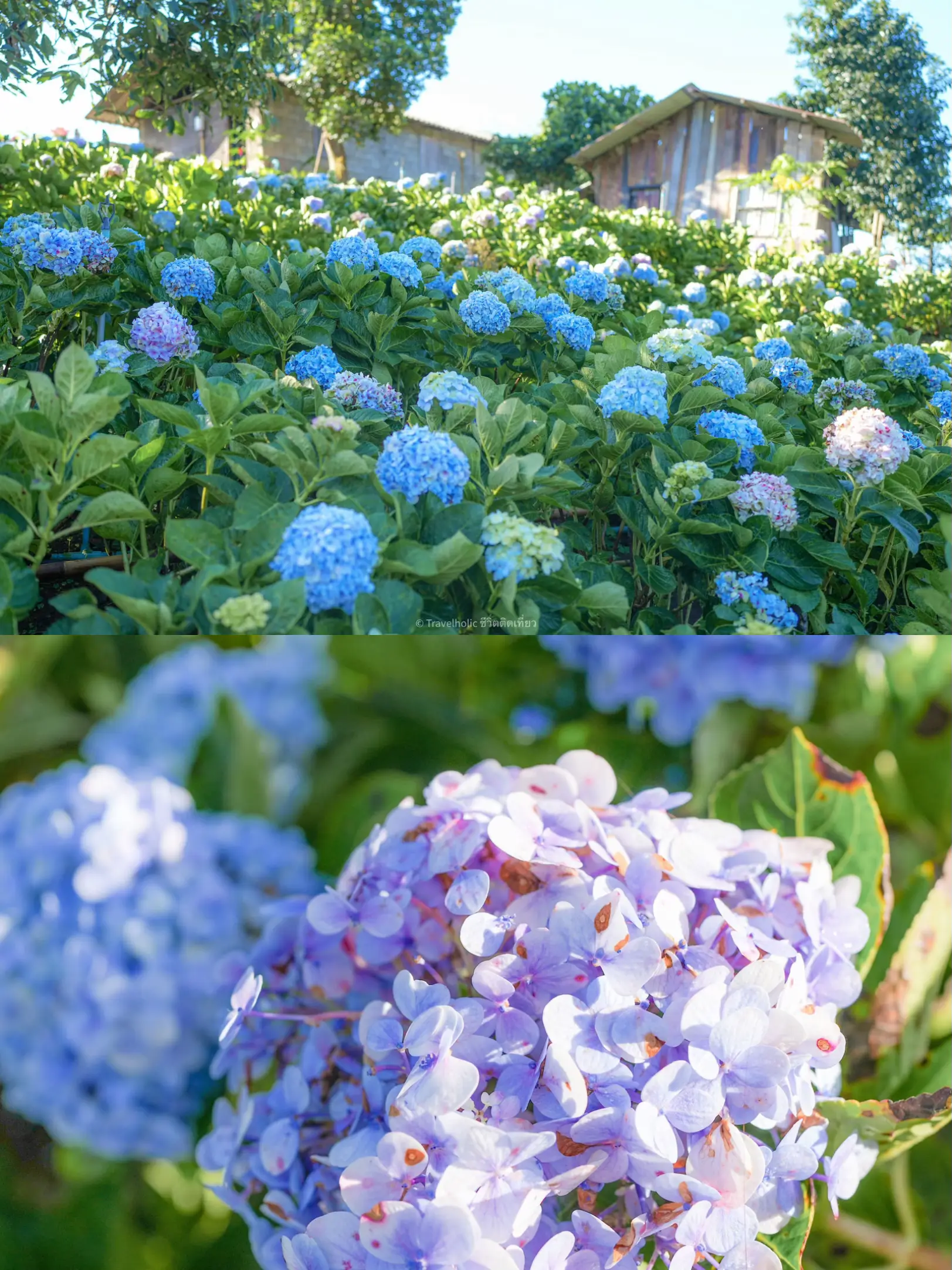 Hydrangea Blossom Field Chiang Mai | Gallery posted by TravelholicBlog ...
