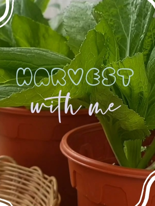 Harvest Time with Me🥬(SAWI PAHIT @ MUSTARD GREEN) | Video diterbitkan oleh Rachael | Lemon8