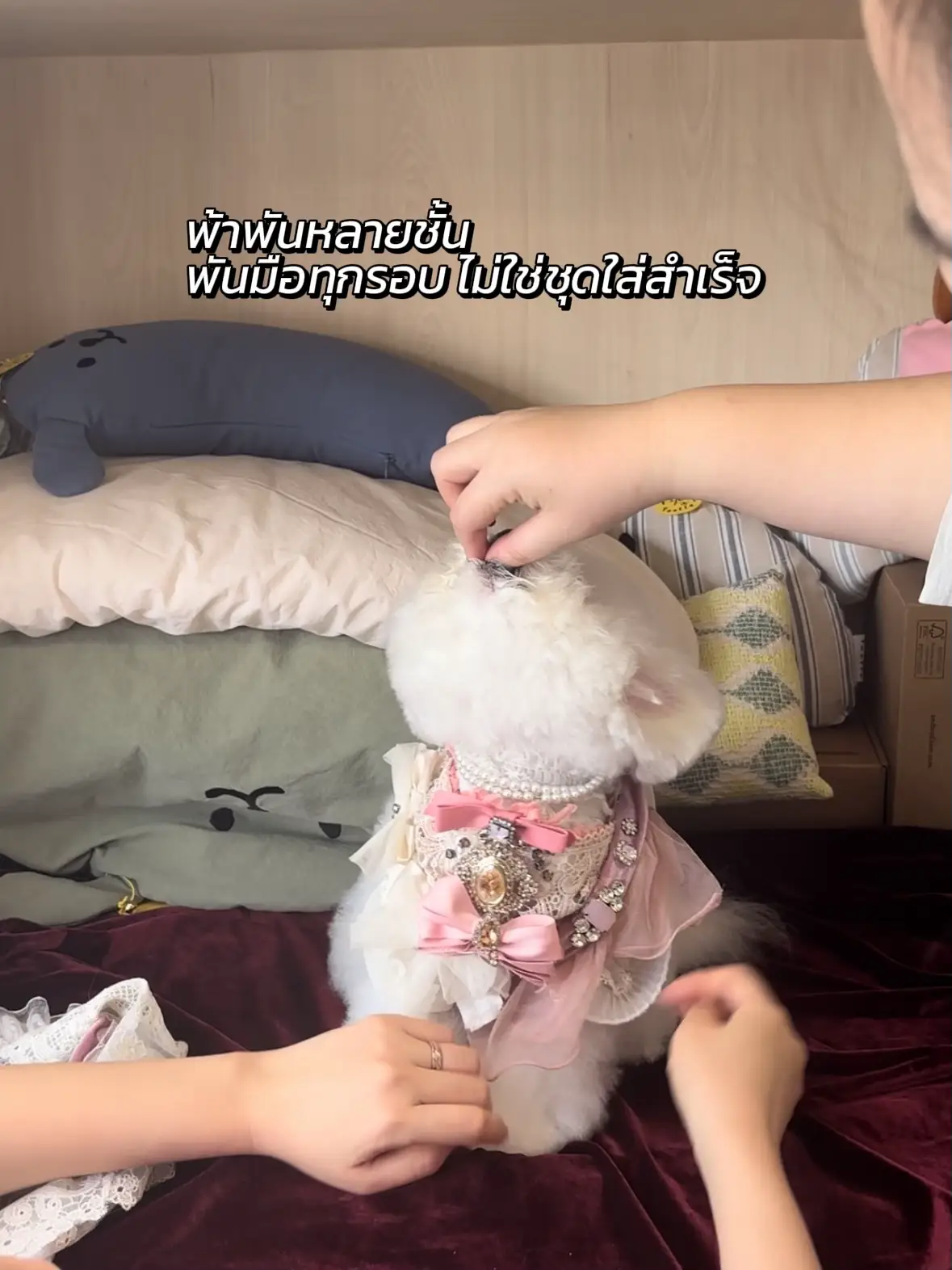 พาน้องหมาถ่ายรูปสตูดิโอ สไตล์เจ้าหญิง 1x,xxx บาท คุ้มไหม | แกลเลอรีที่ ...