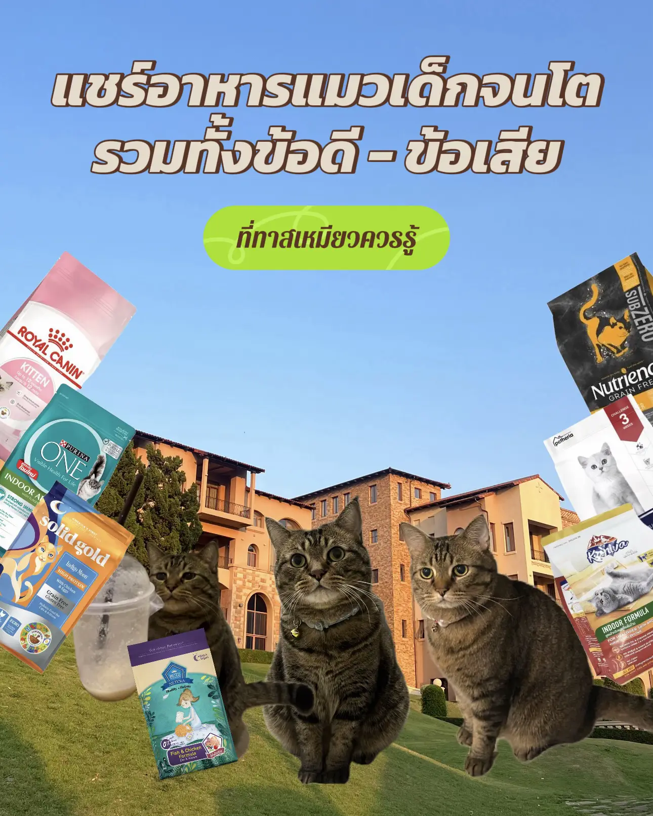 อาหารแมวฉบับขี้เบื่อ ตั้งแต่เด็กจนโต รวมทั้งข้อดี ข้อเสีย แกลเลอรี